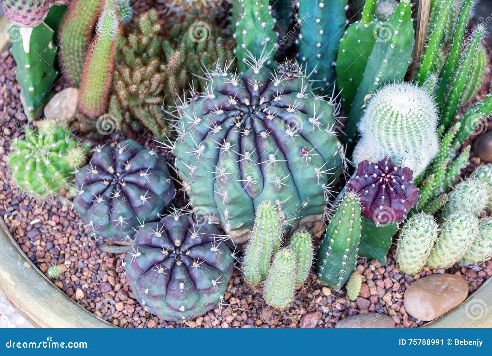 Cactus collection stock image. Image of thorny, plant - 75788991