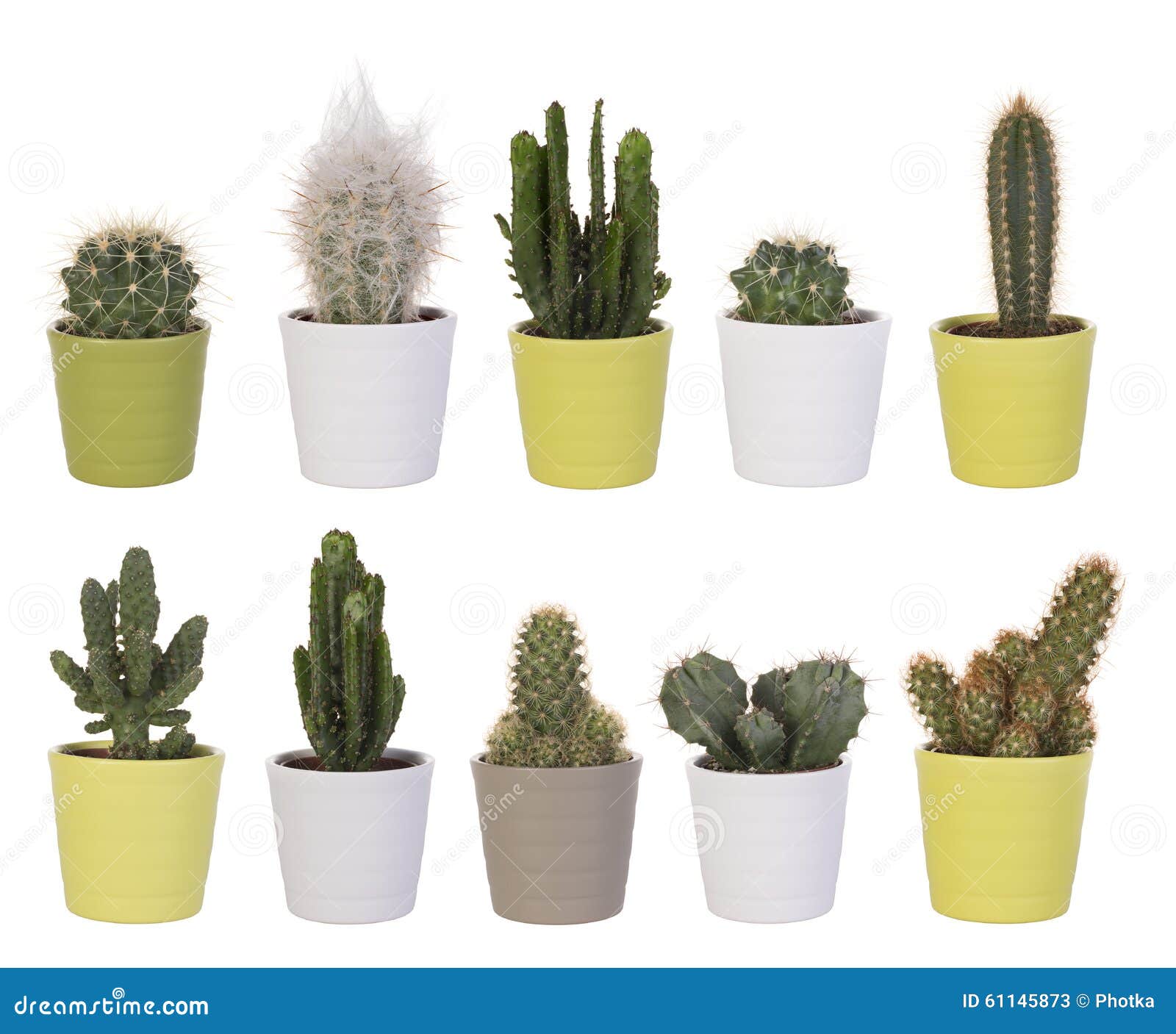 Cactus collection stock image. Image of color, green - 61145873