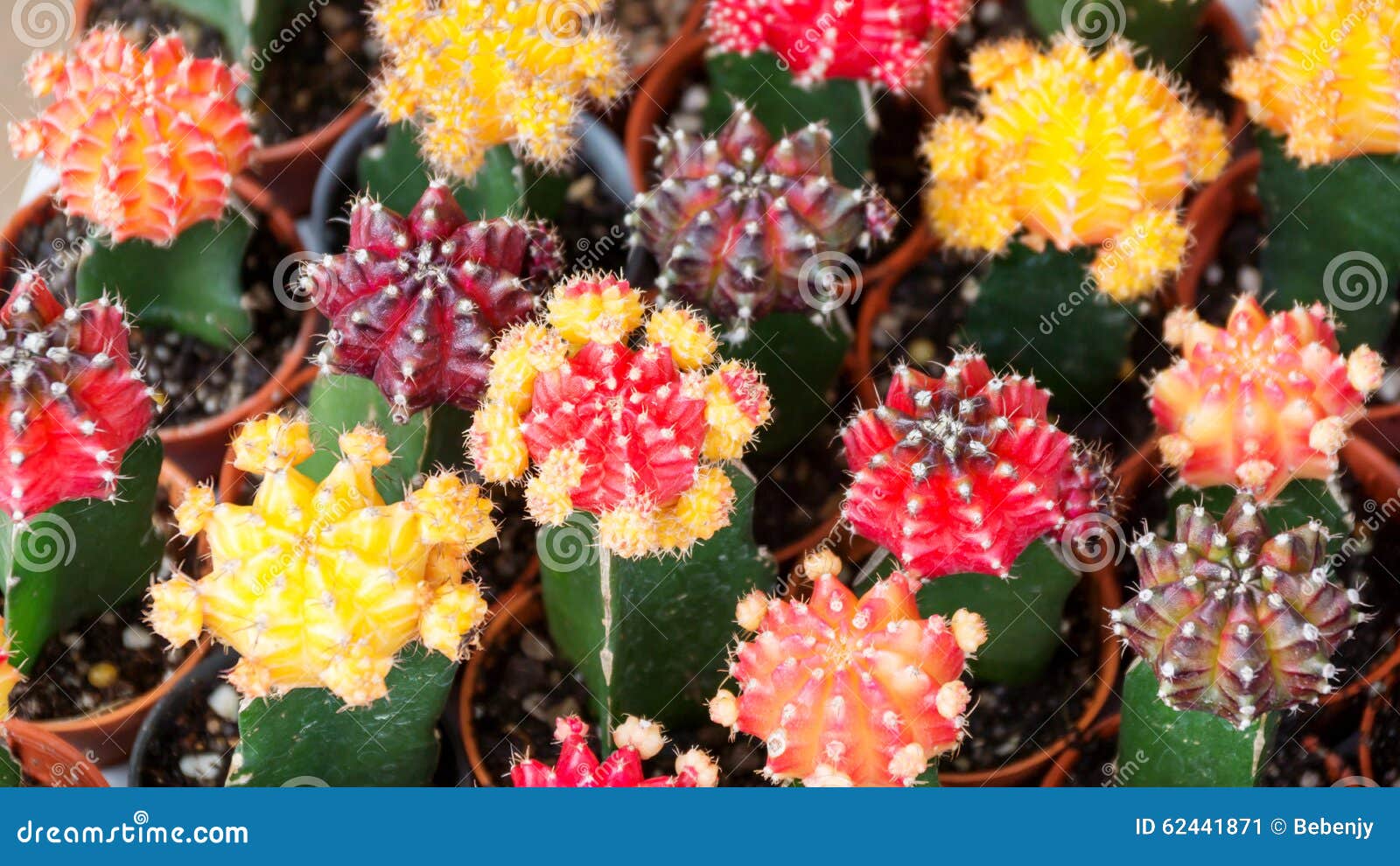 Cactus collection stock image. Image of nature, color - 62441871