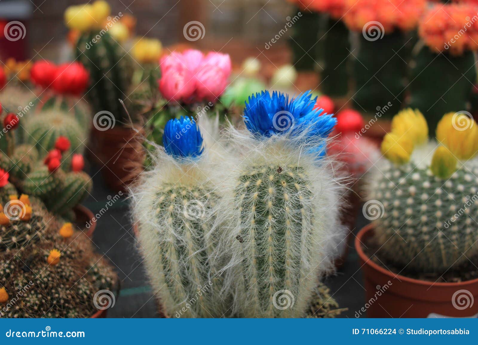 Cactus stock photo. Image of dessert, colorful, spike - 71066224