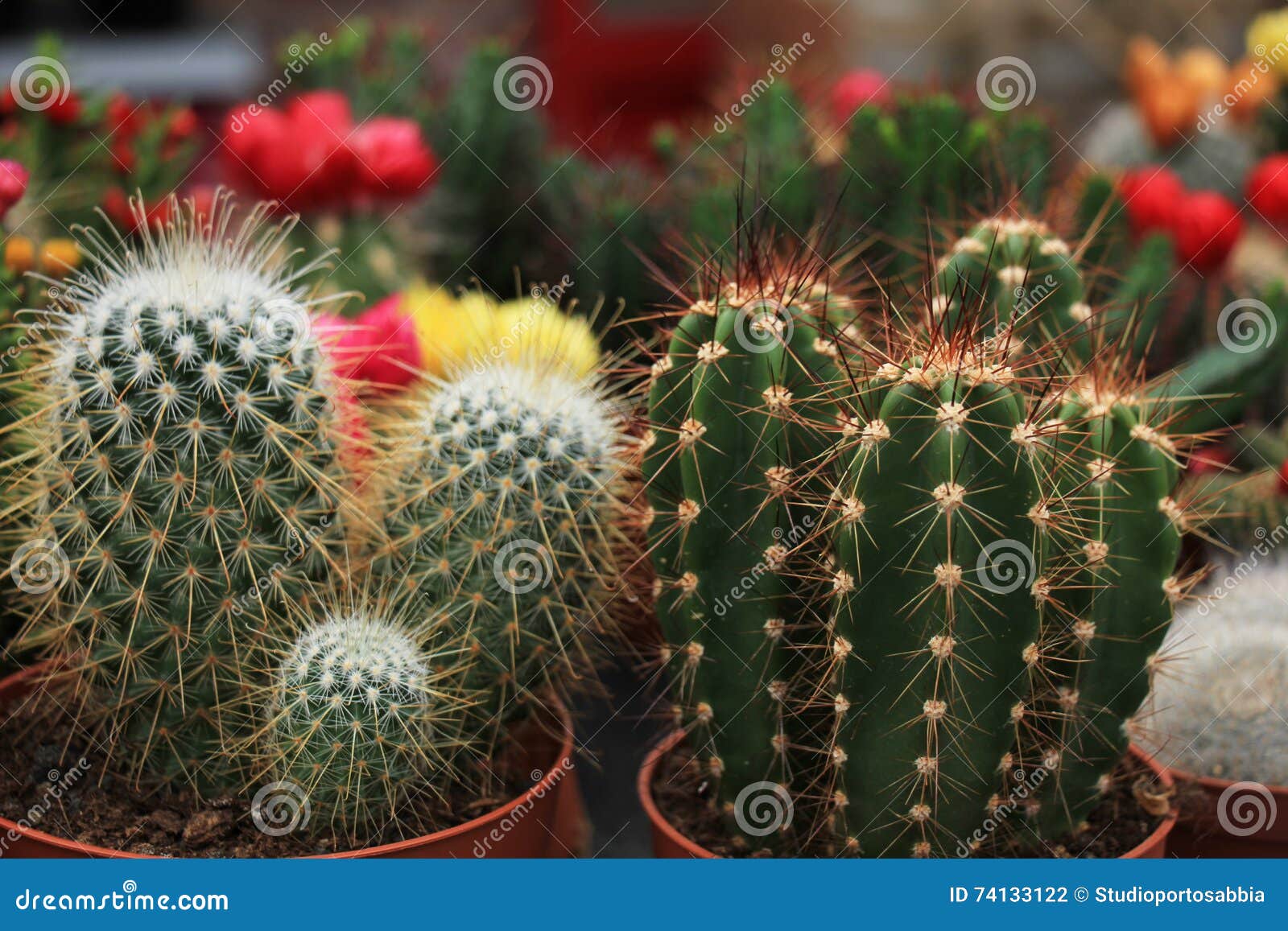 Cactus stock photo. Image of colour, botany, succulent - 74133122