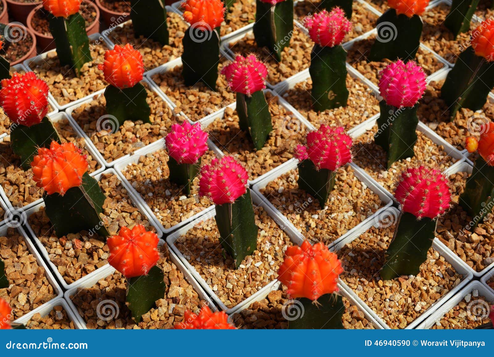 Cactus coloré photo stock. Image du désert, vert, extérieur - 46940590