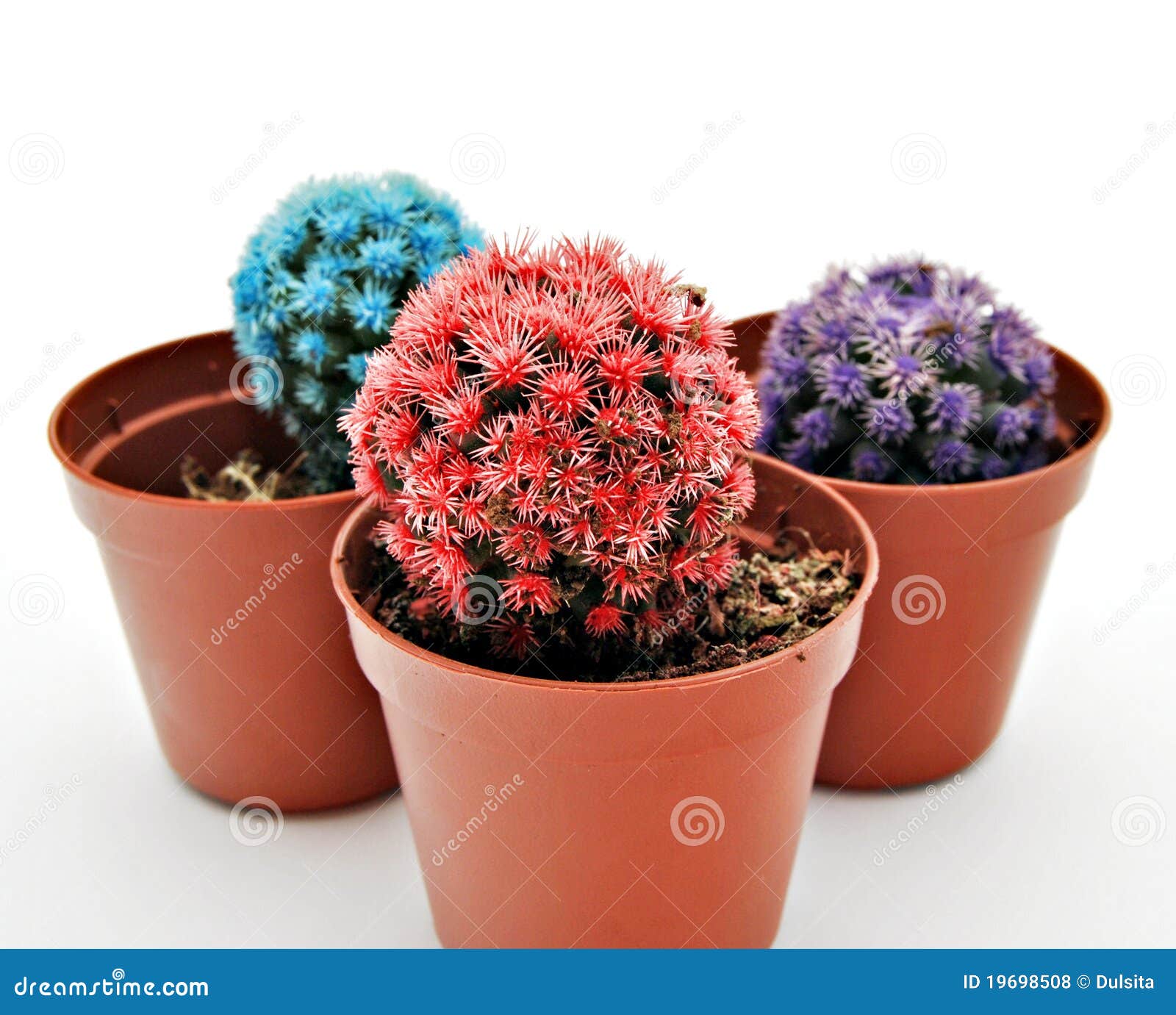 Cactus Color stock photo. Image of decorative, isolated - 19698508