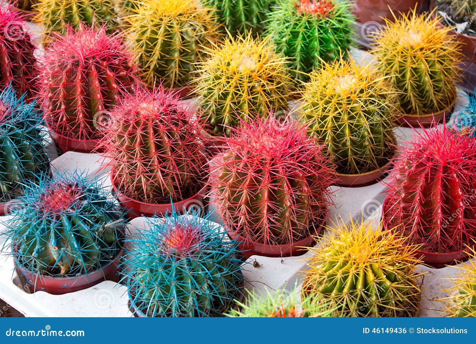 Cactus coloreados foto de archivo. Imagen de espinoso - 46149436