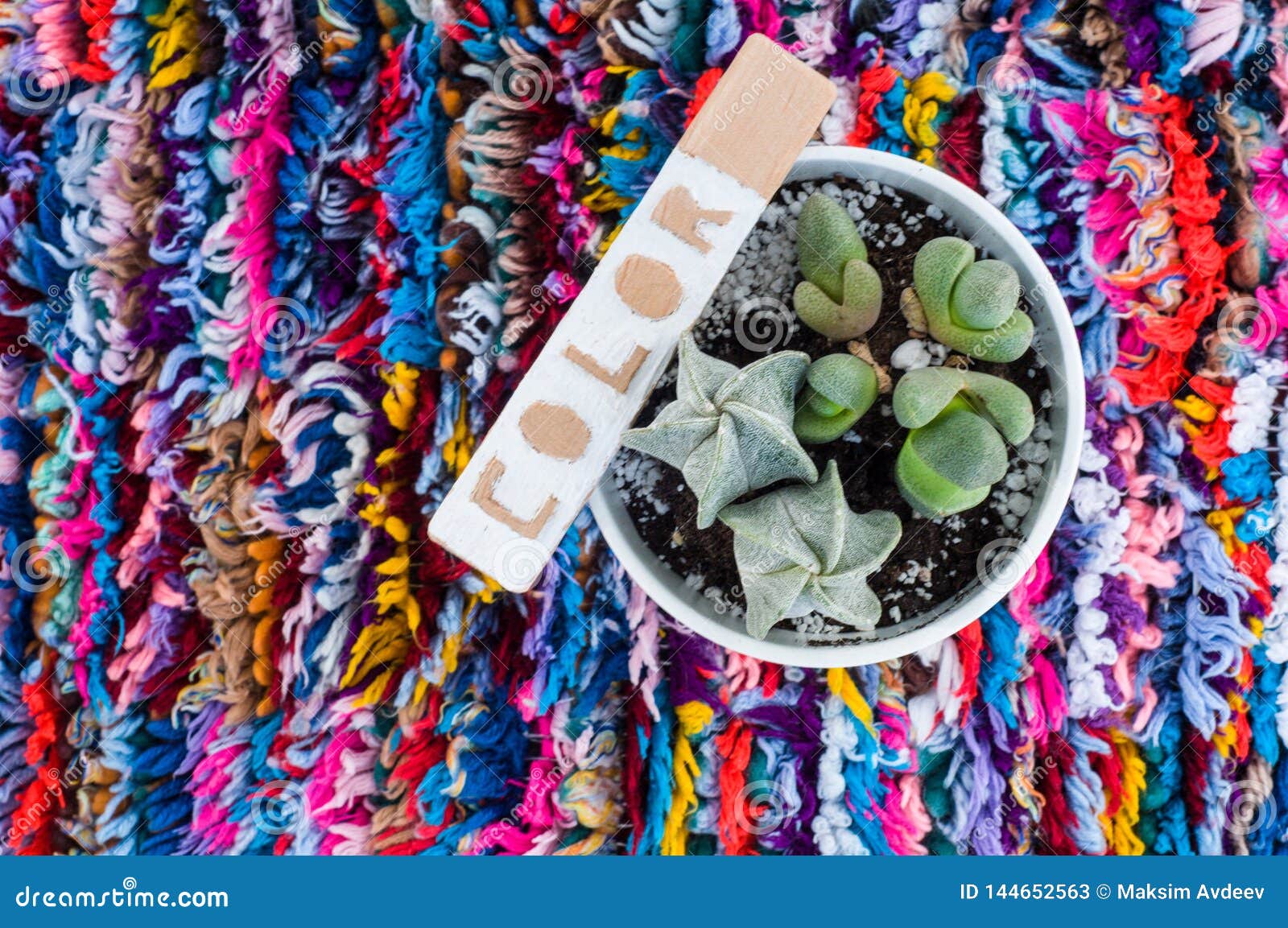 Cactus on Colorful Background Stock Image - Image of nature, coast ...