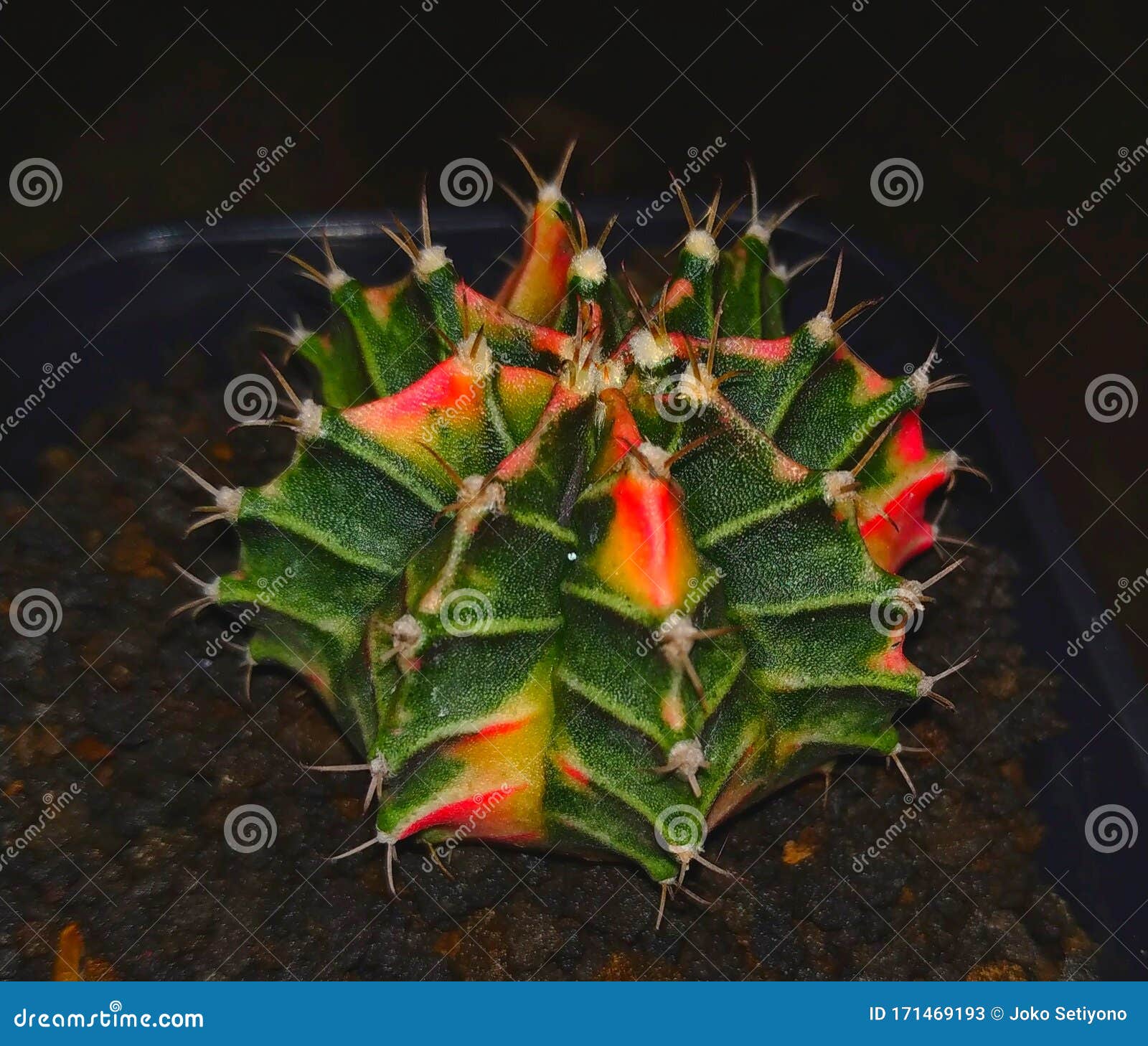 CACTUS COLOUR stock image. Image of colour, cacti, cactus - 171469193
