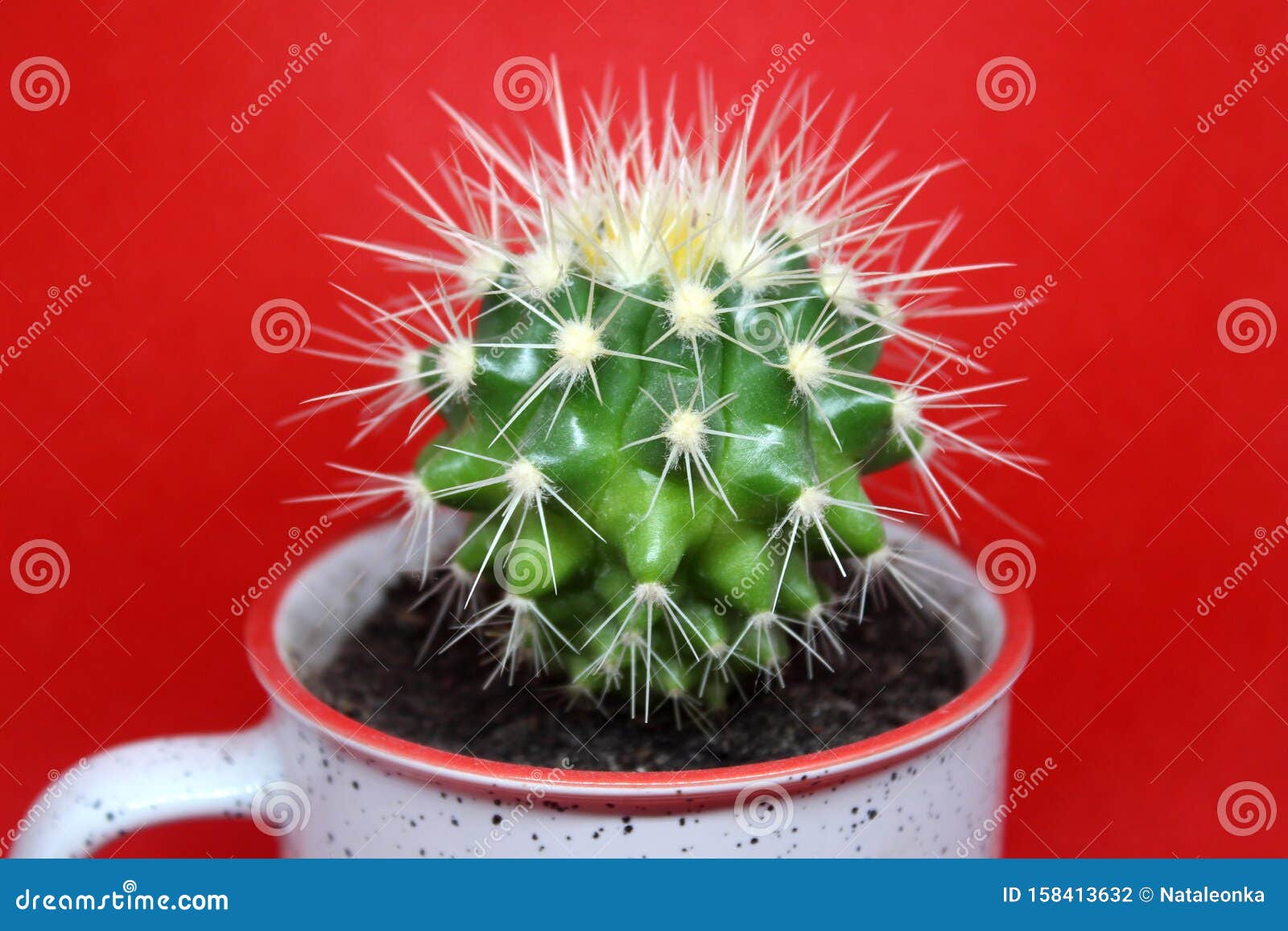 Cactus Con Espinas Largas Sobre Fondo Rojo Foto de archivo - Imagen de ...