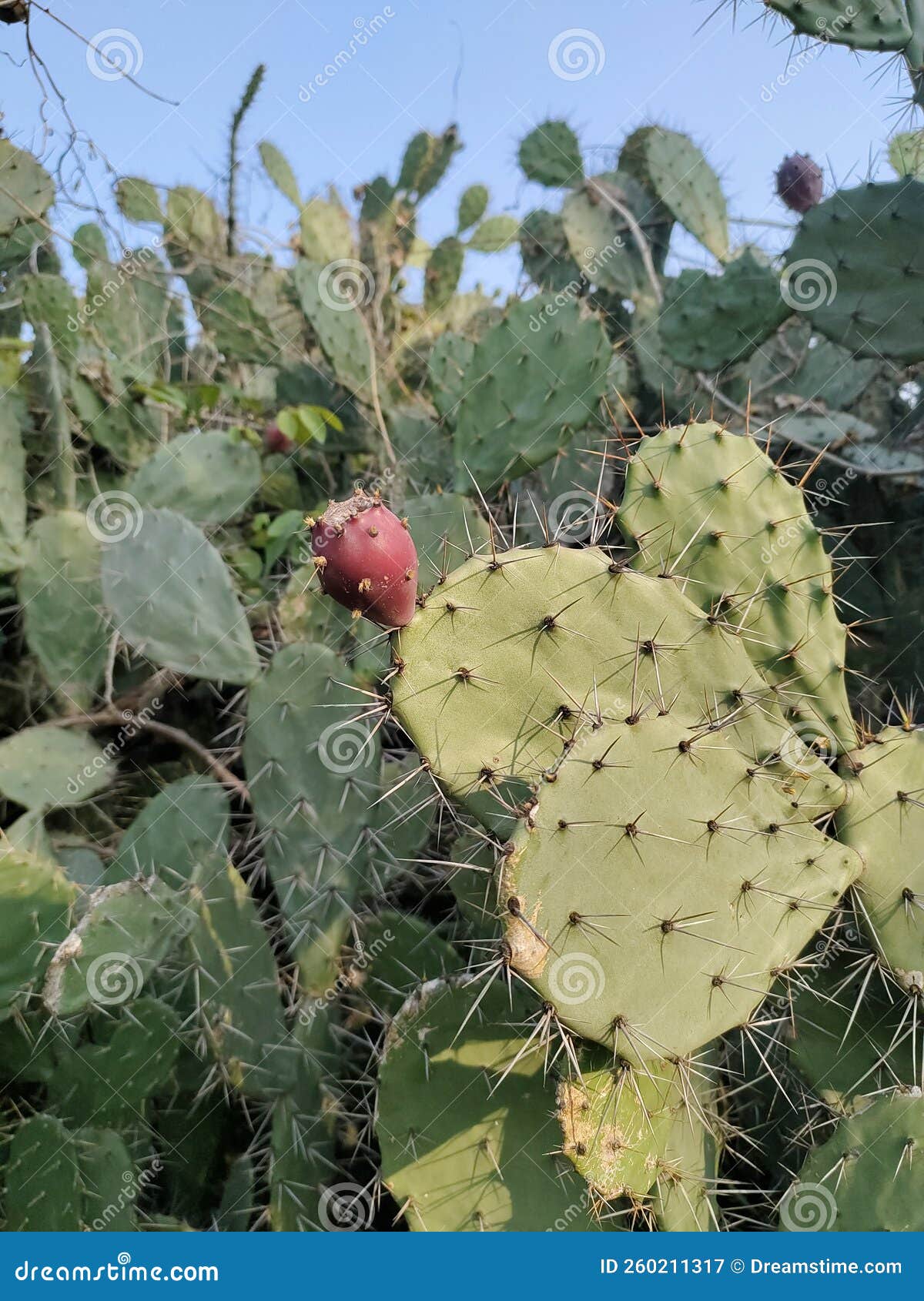 Cactus con fruta imagen de archivo. Imagen de inmoralidad - 260211317