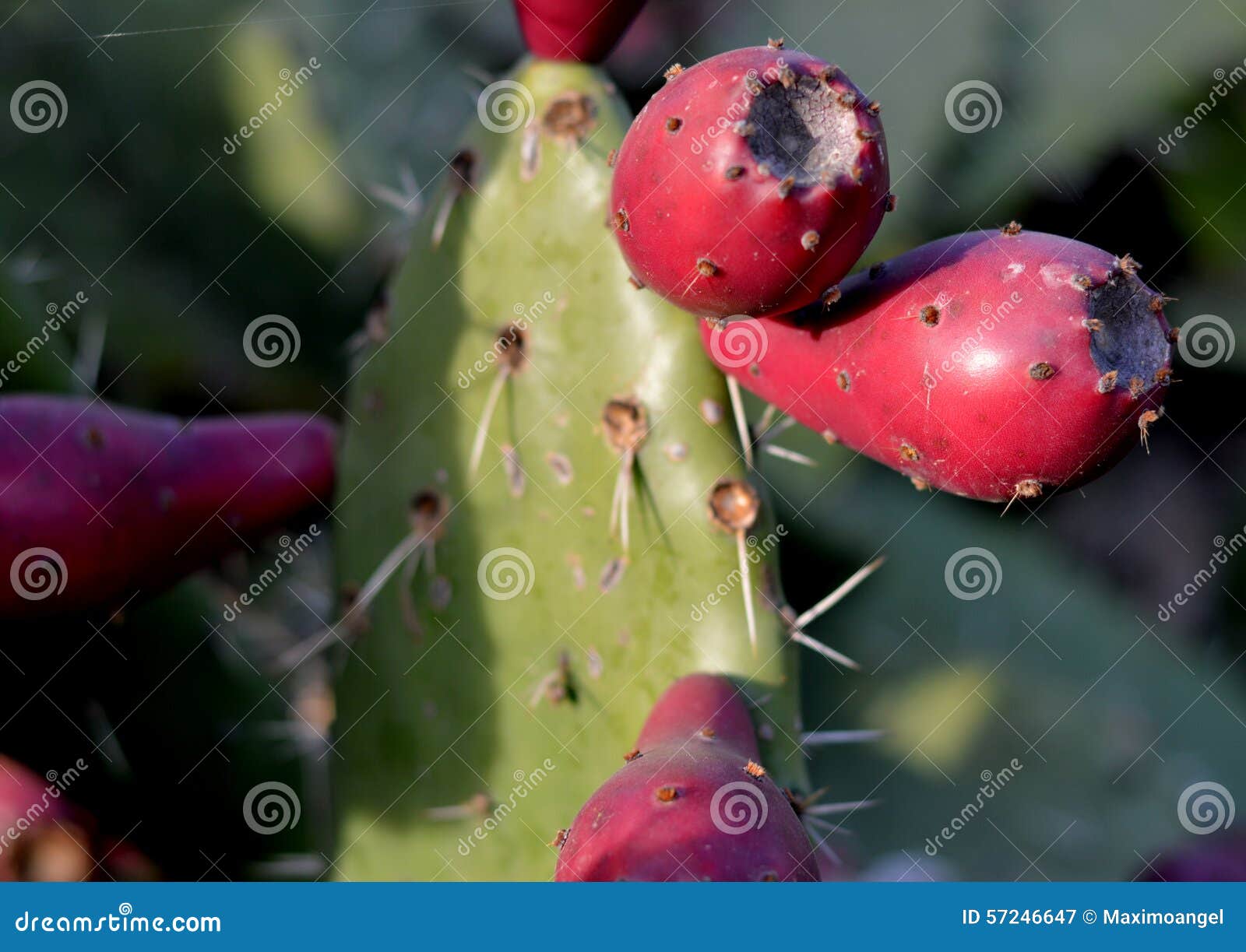 Cactus con la fruta imagen de archivo. Imagen de corte - 57246647