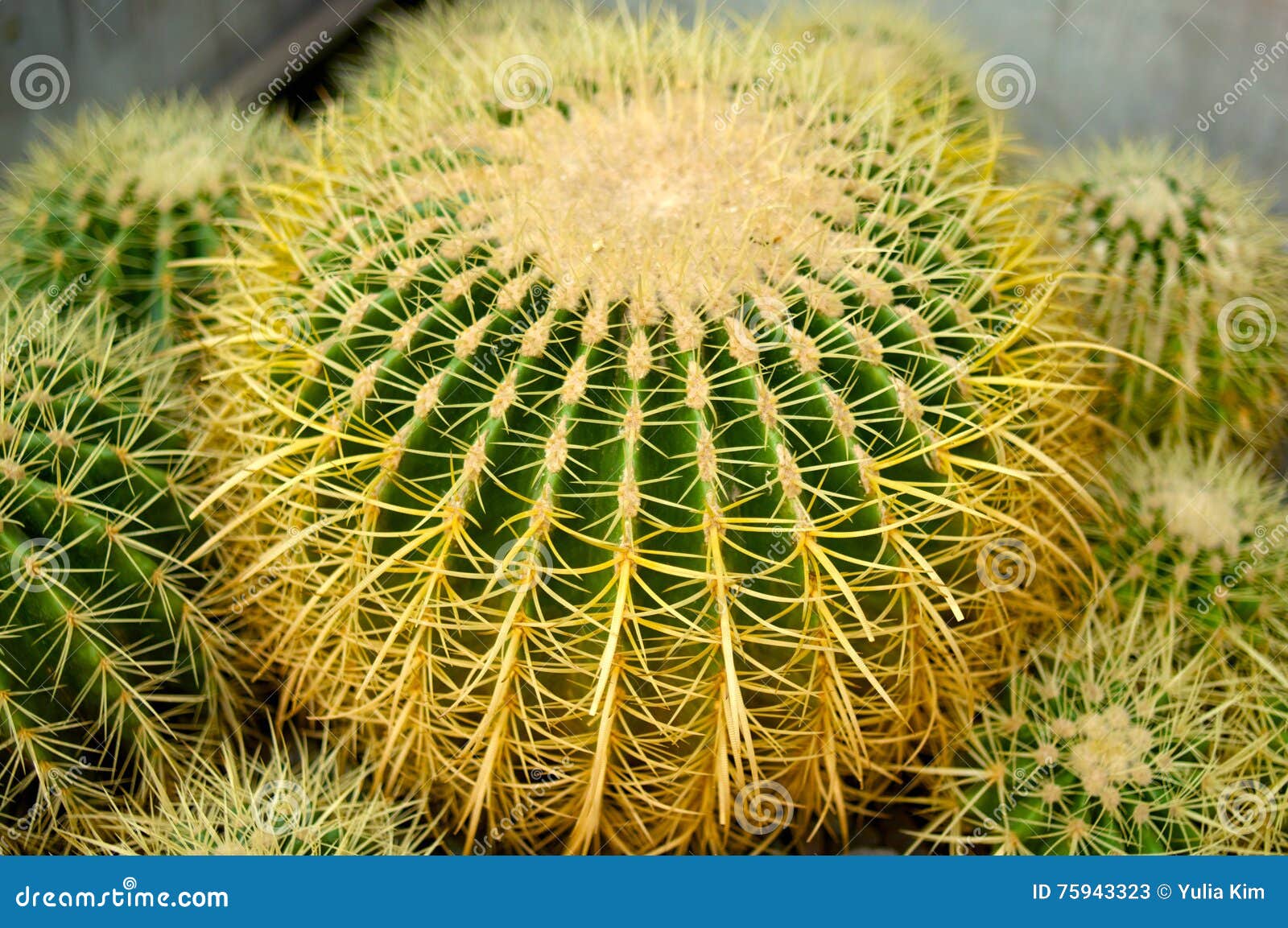 Cactus Con Las Espinas Amarillas Macras Imagen de archivo - Imagen de ...