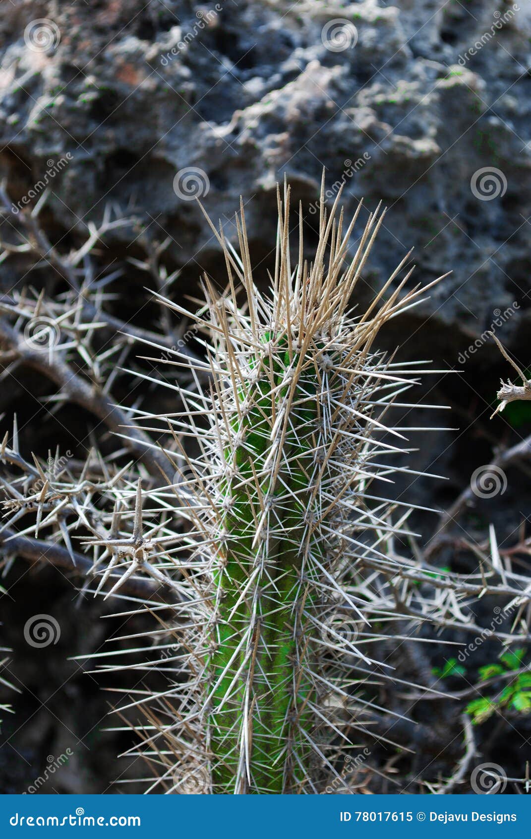 Cactus Con Las Espinas Grandes Imagen de archivo - Imagen de desierto ...