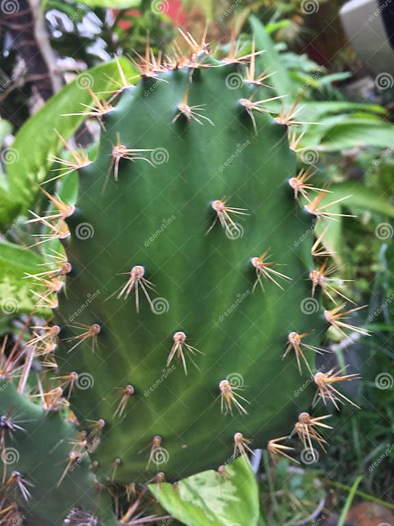 Cactus con muchas espinas imagen de archivo. Imagen de planta - 178591477