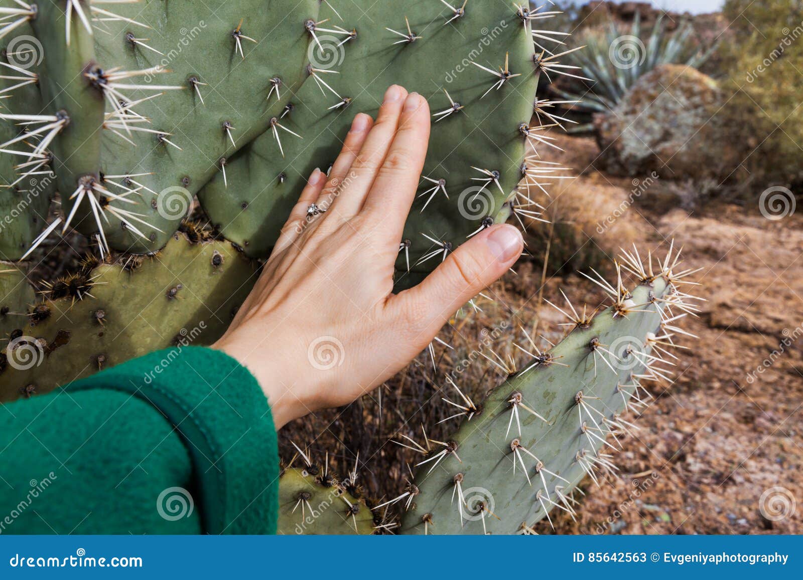 Cactus Conmovedor En Arizona, Los E.E.U.U. Del Higo Chumbo De La Mujer ...