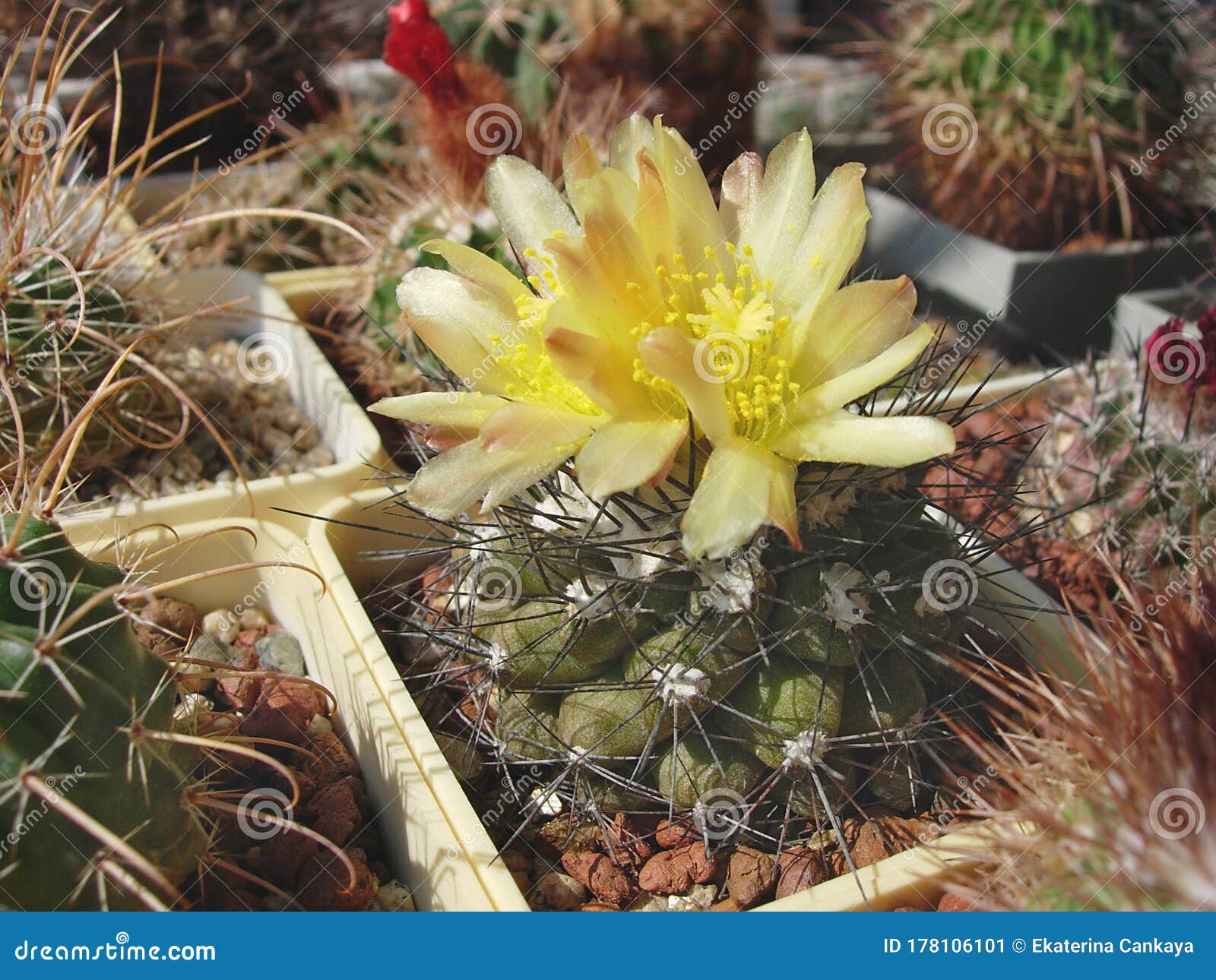 Cactus Copiapoa Longispina with Long Spines and Large Flowers Stock ...