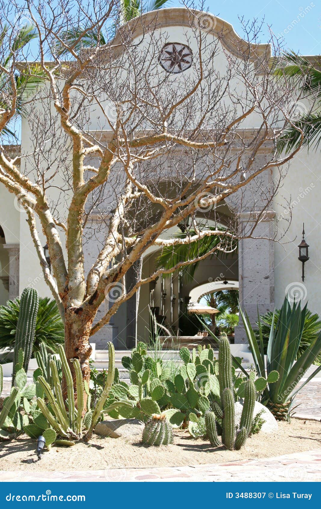 Cactus Courtyard stock image. Image of cactus, cabo, brick - 3488307