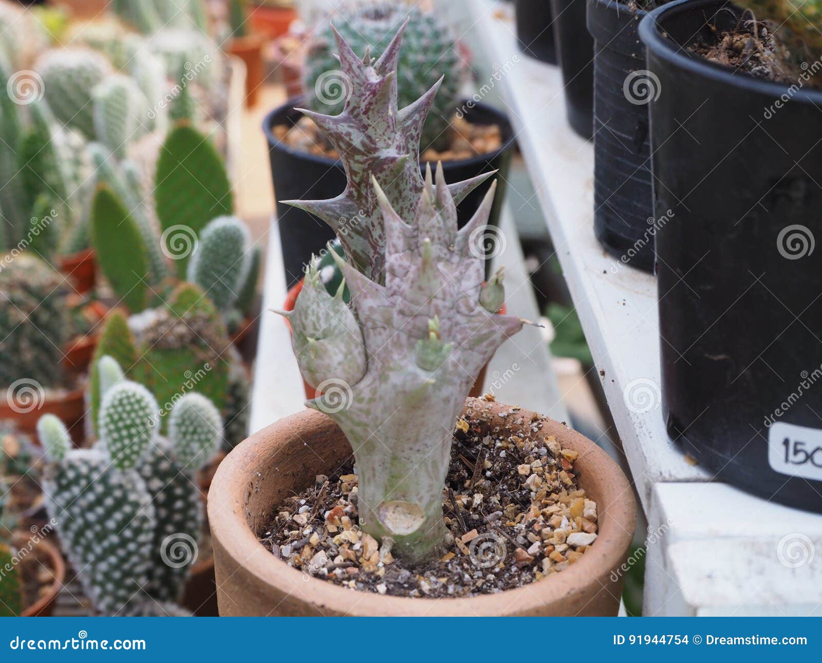 Cactus stock photo. Image of white, flowers, cute, flowerpot - 91944754