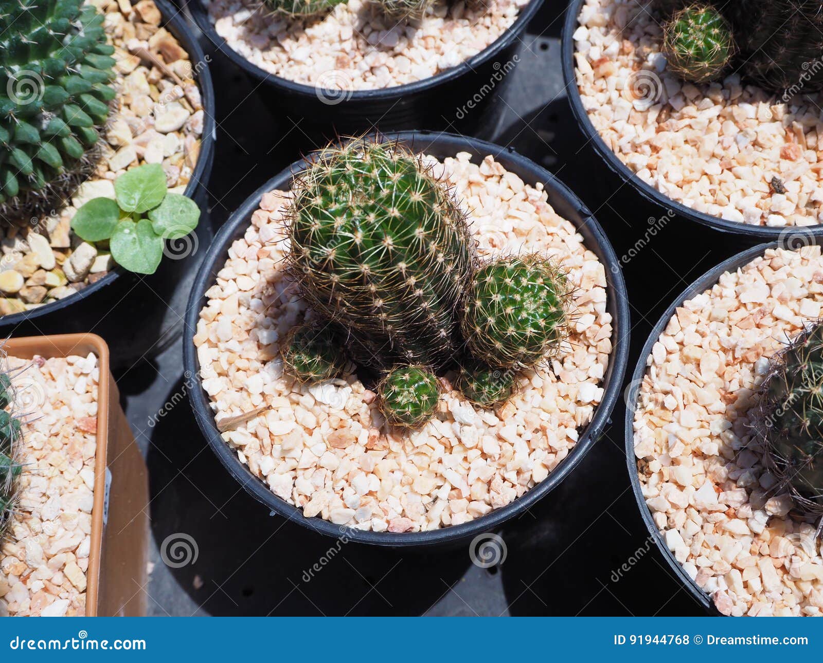 Cactus stock photo. Image of garden, lung, yellow, pink - 91944768