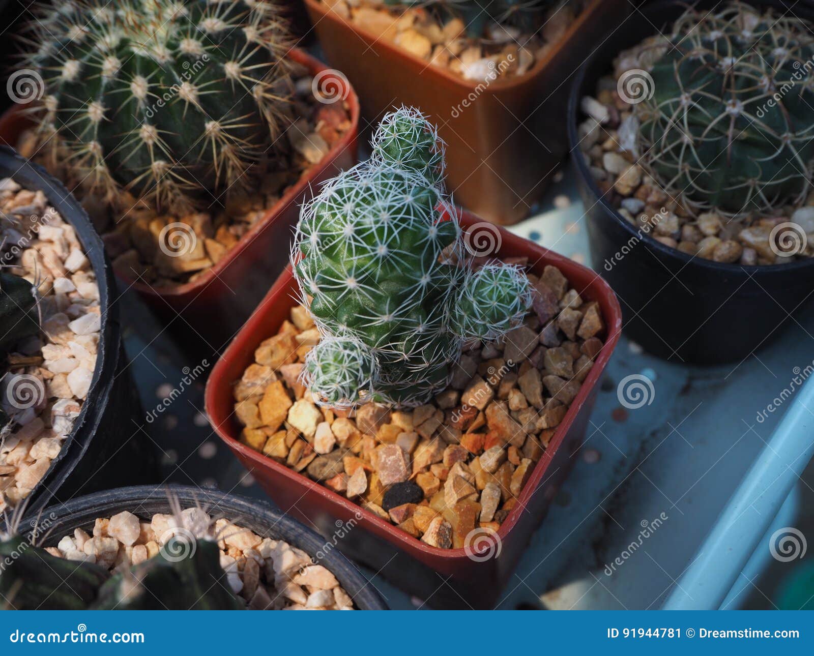 Cactus stock image. Image of purple, lung, beautiful - 91944781