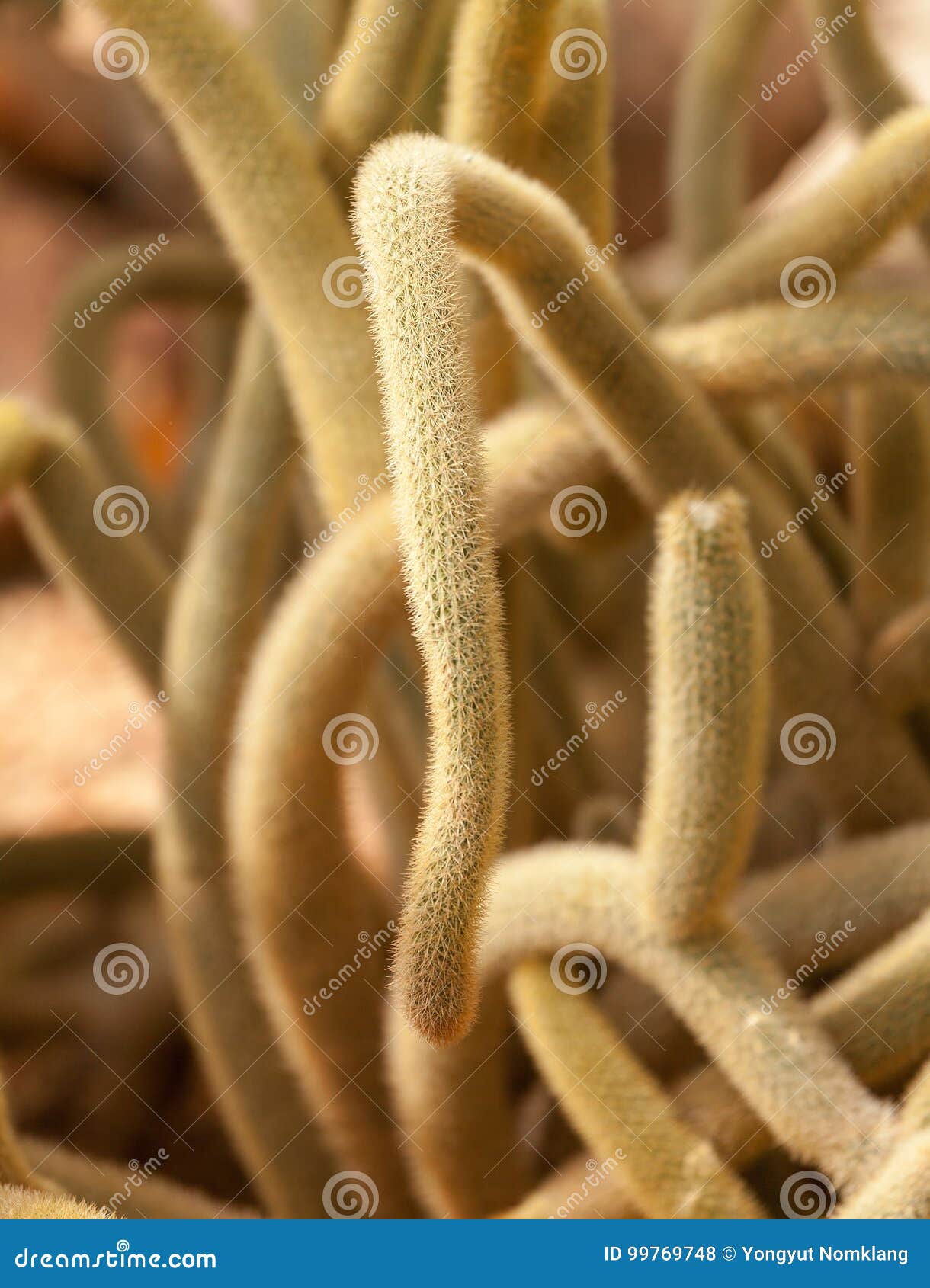 Cactus stock photo. Image of snake, nature, southwest - 99769748