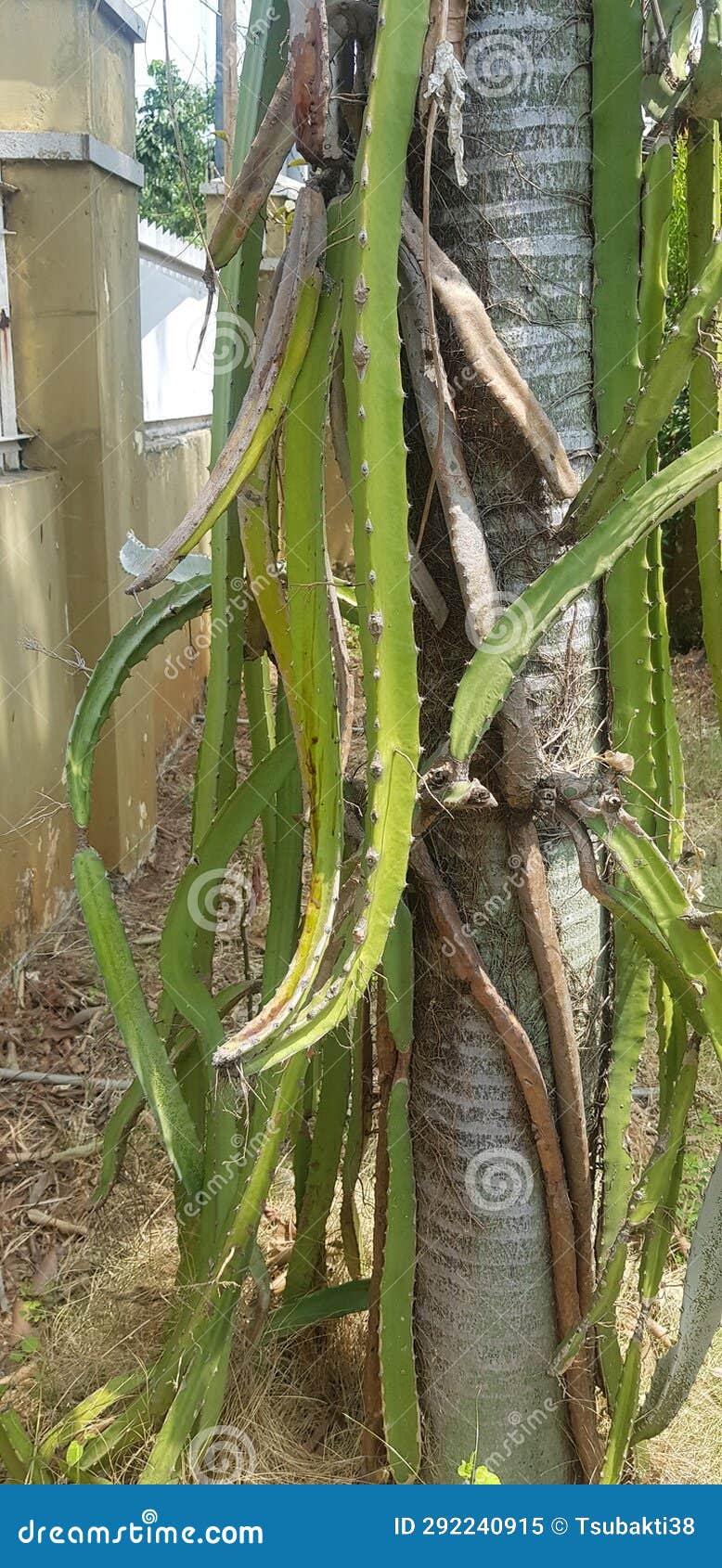 Cactus Creeping on the Tree Trunks Stock Image - Image of tropical ...