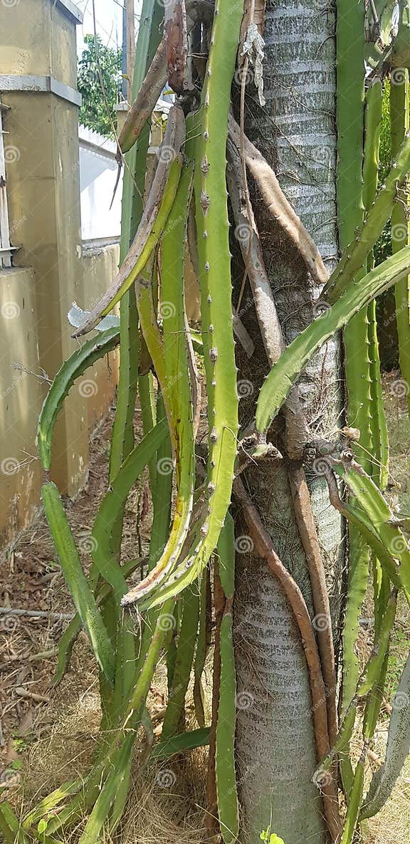 Cactus Creeping on the Tree Trunks Stock Image - Image of tropical ...