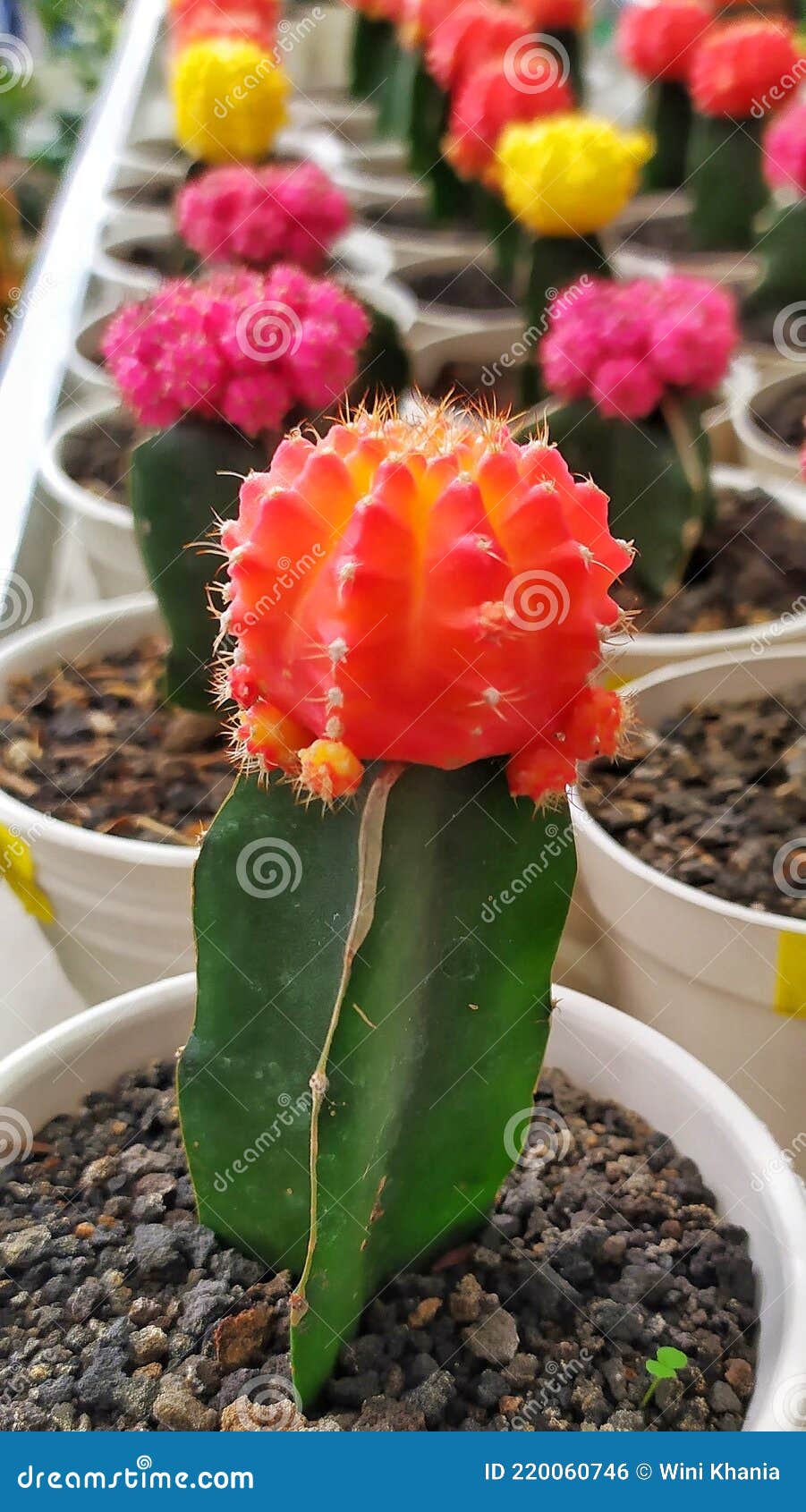 Cactus Cultivation. Mini Cactus in Various Colors Stock Photo - Image ...