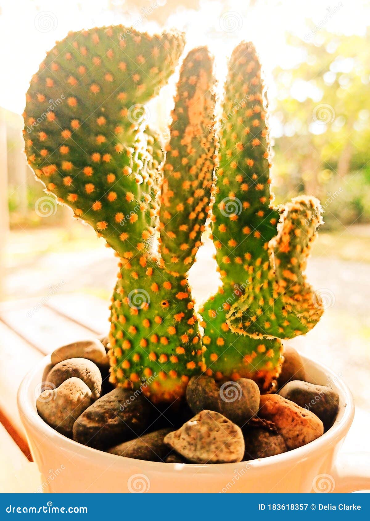 Cactus in a cup stock image. Image of cups, reuse, cactus - 183618357