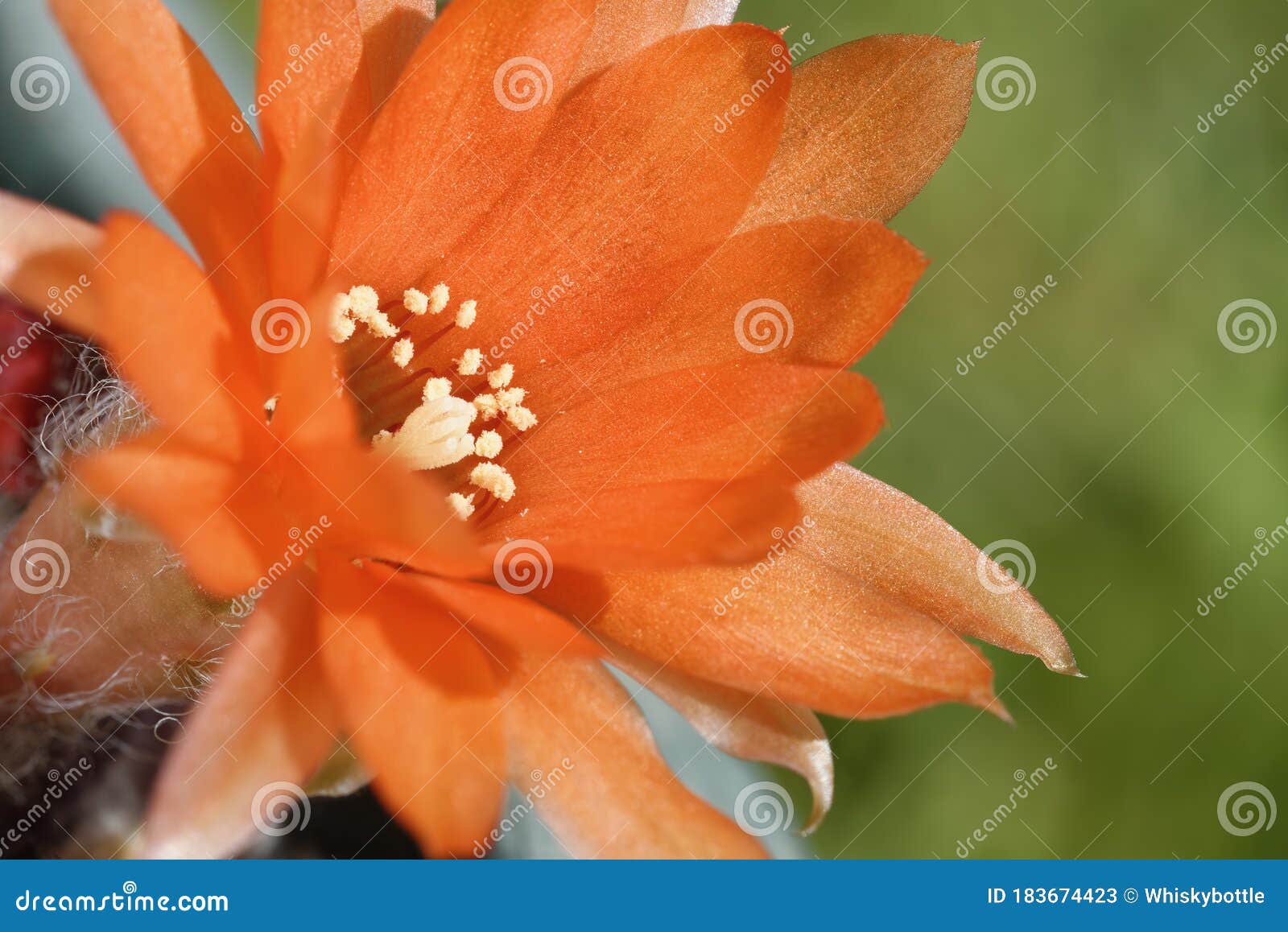 Cactus d'arachide image stock. Image of écarlate, arachide - 183674423