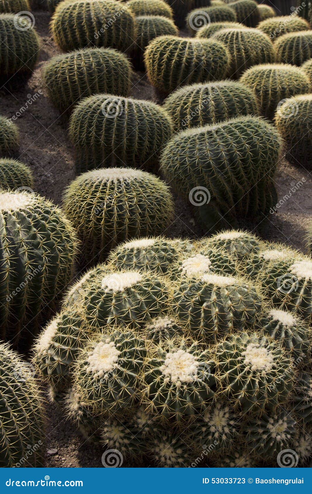 791 Cactus De Boule Photos libres de droits et gratuites de Dreamstime