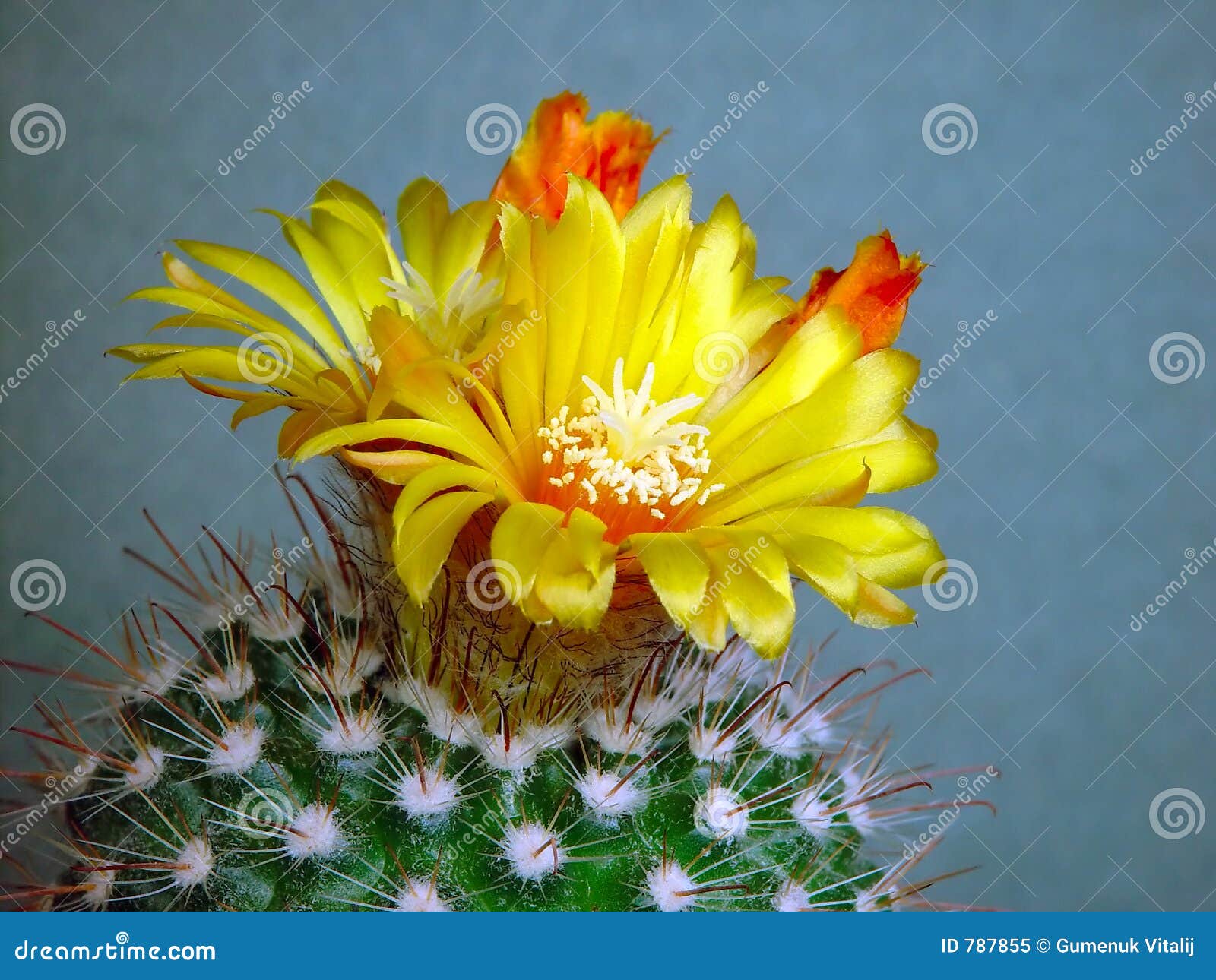 Cactus De Floraison De Tri Parodia. Image stock - Image du jaune ...