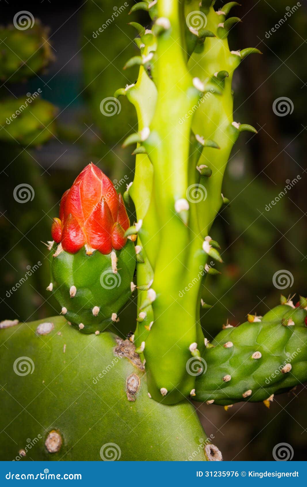 Cactus de germination photo stock. Image du dangereux - 31235976