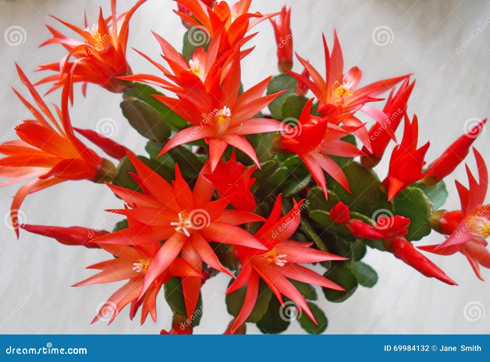 Cactus De La Navidad - Rojo Foto de archivo - Imagen de navidad, planta ...