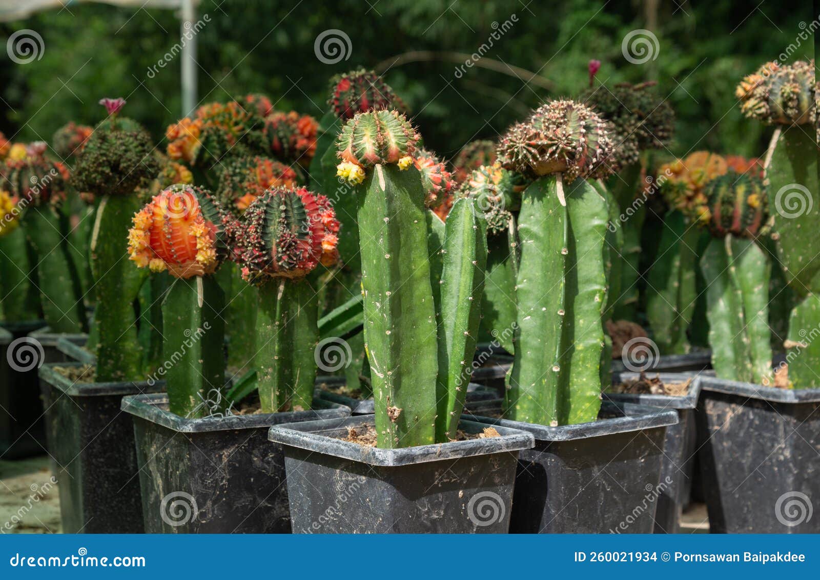 Cactus De Luna De Bola De Ruby Foto de archivo - Imagen de floral ...