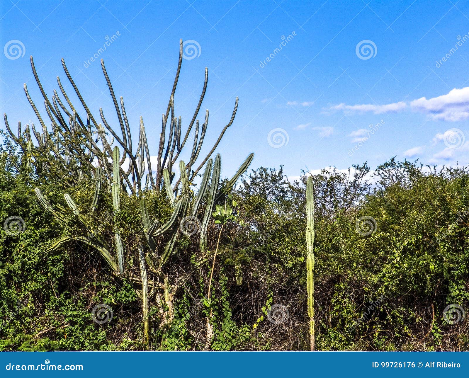 Cactus de Mandacaru foto de archivo. Imagen de arena - 99726176