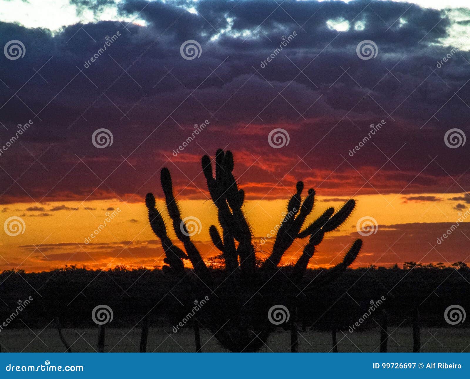 Cactus de Mandacaru imagen de archivo. Imagen de cacto - 99726697
