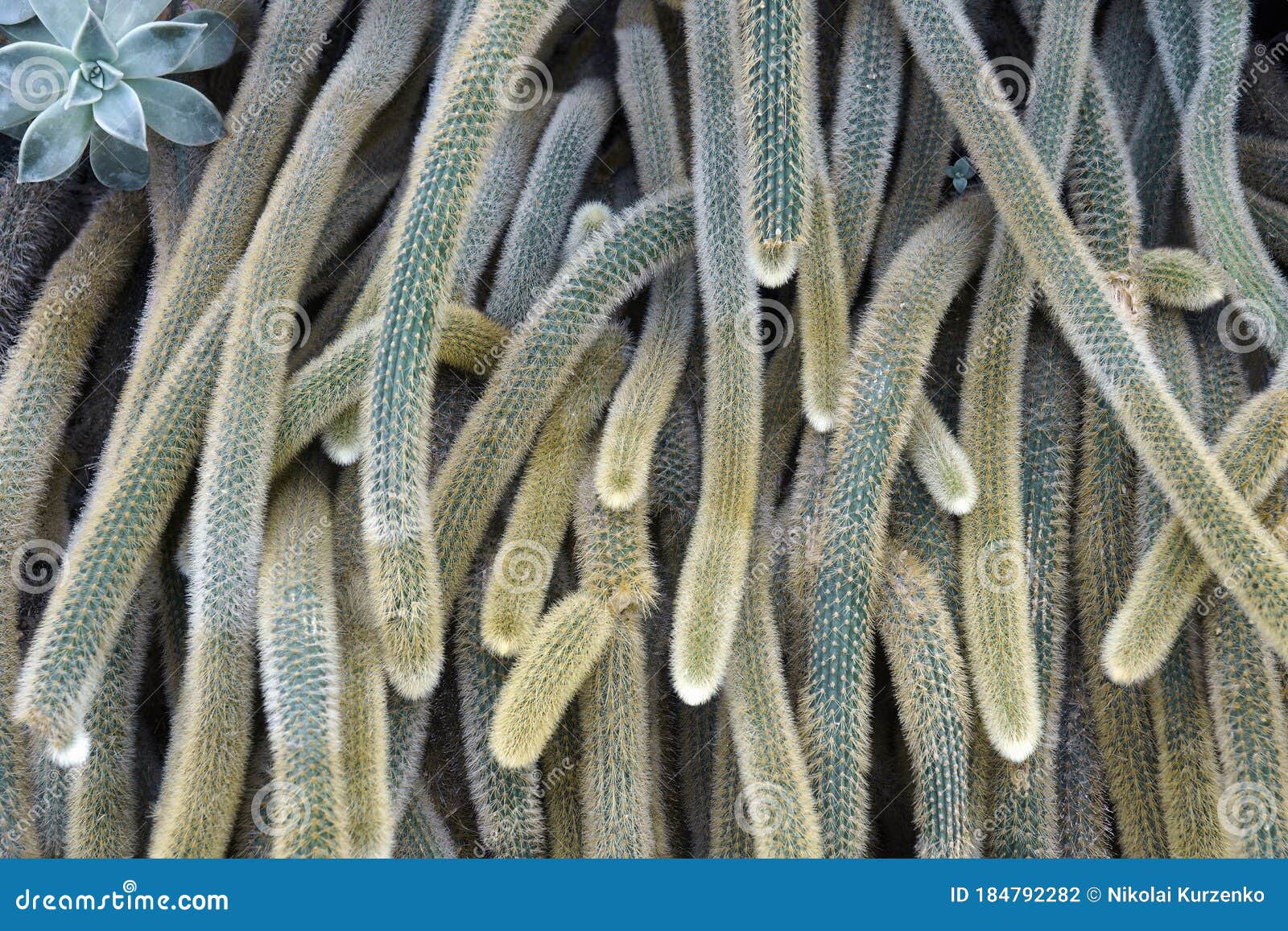 Cactus de rata dorada foto de archivo. Imagen de planta - 184792282