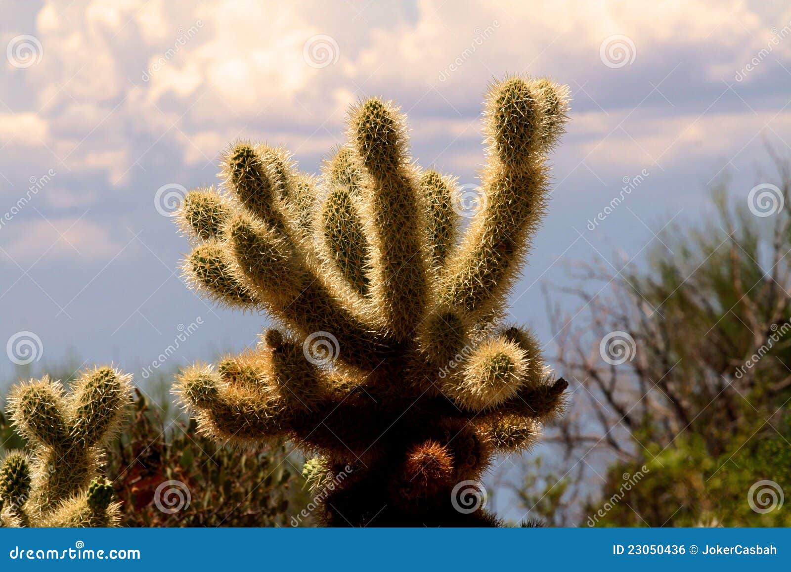 Cactus in de woestijn stock foto. Image of bloem, vegetatie - 23050436