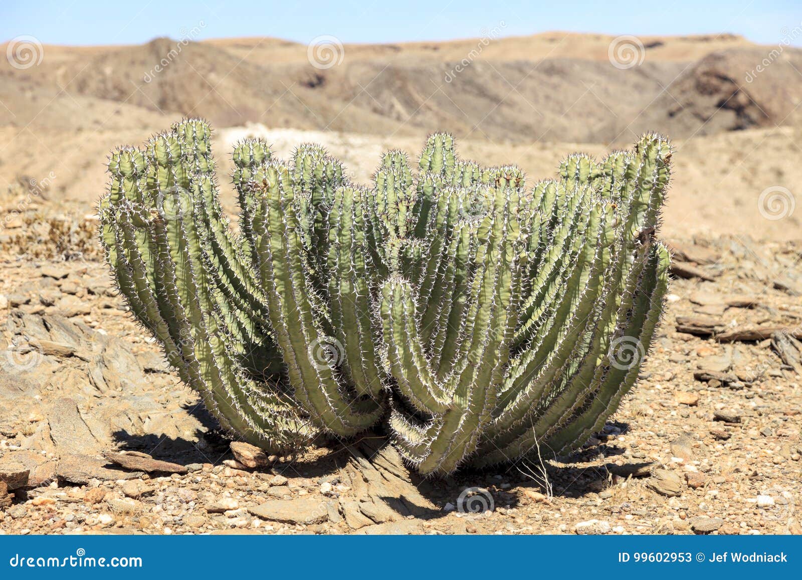 Cactus in de woestijn stock afbeelding. Image of woestijn - 99602953