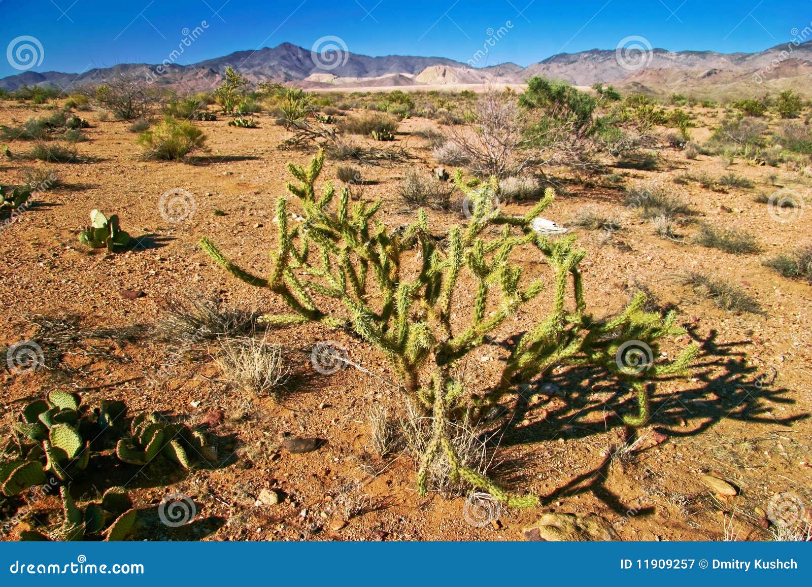 Cactus in De Woestijn Van Arizona Stock Afbeelding - Image of groen ...