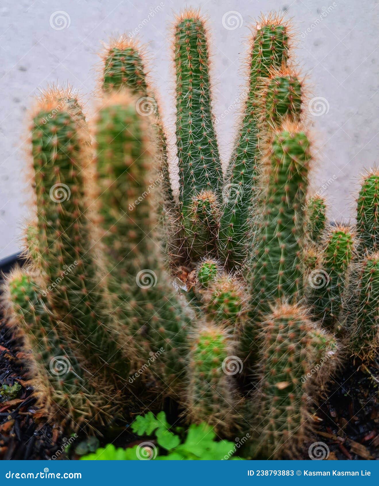 Cactus Decorativos Con Espinas Blandas Imagen de archivo - Imagen de ...