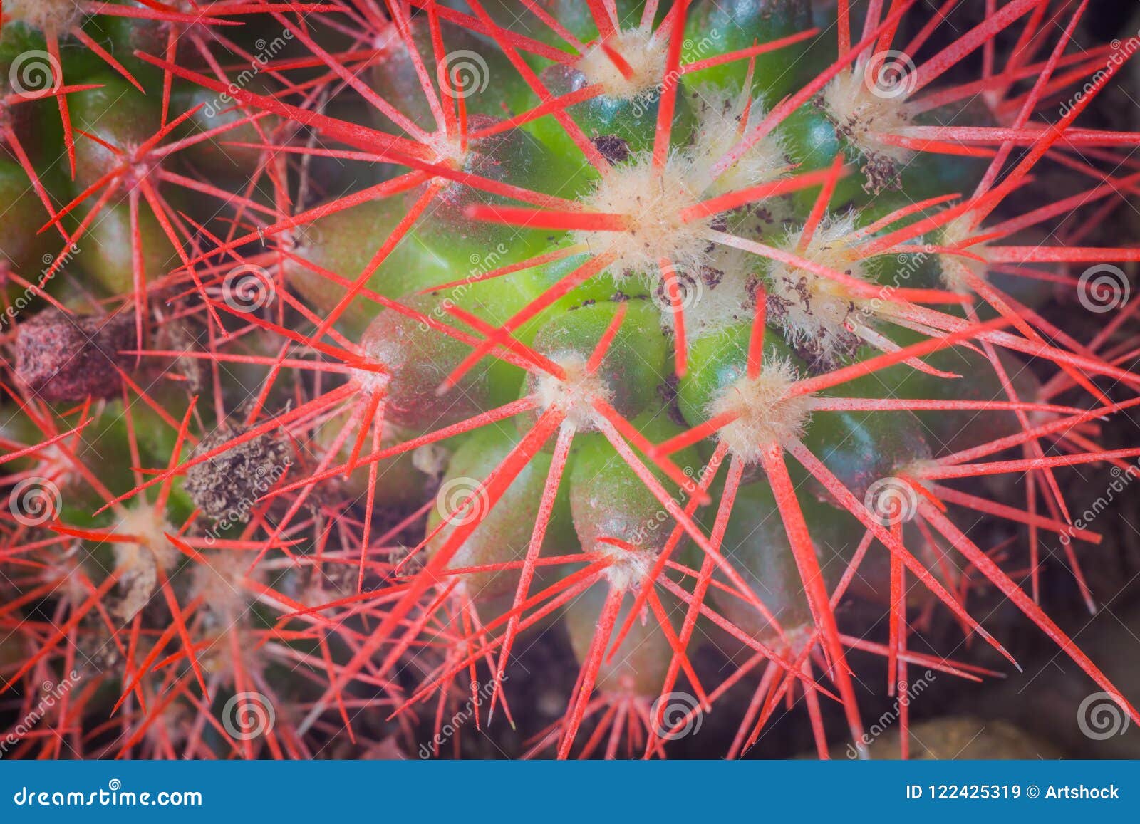 Cactus Del Arco Iris De Grusonii Imagen de archivo - Imagen de ...
