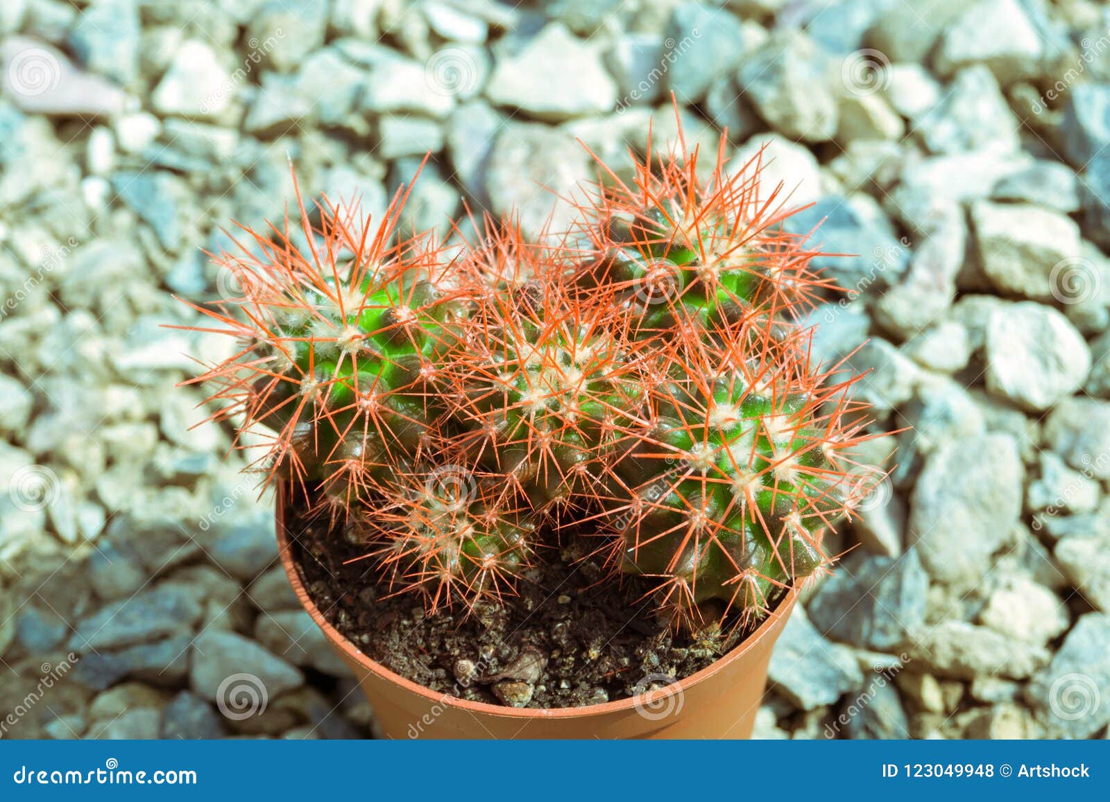 Cactus Del Arco Iris De Grusonii Filtrado Foto de archivo - Imagen de ...