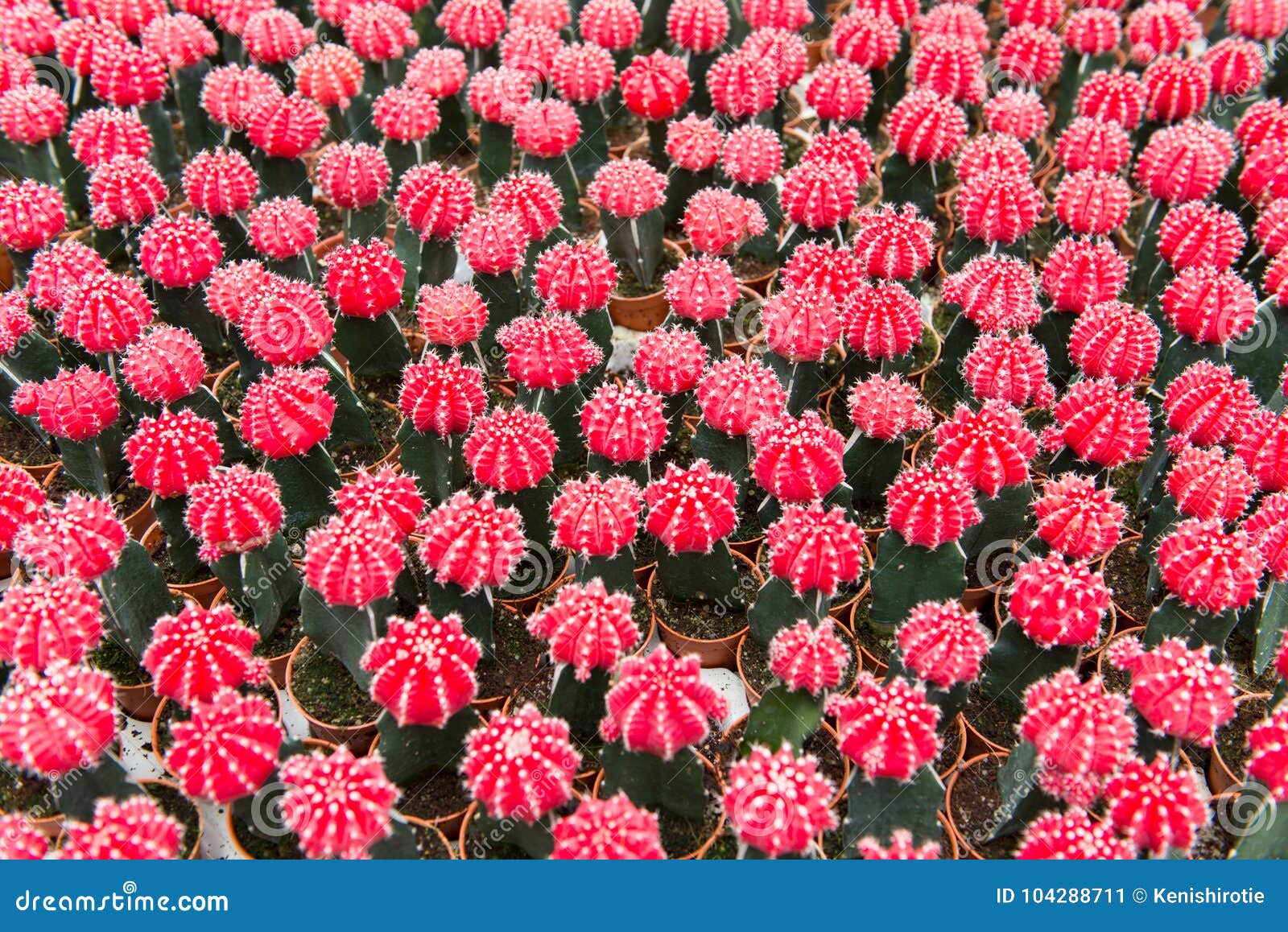 Cactus del color rojo imagen de archivo. Imagen de picar - 104288711