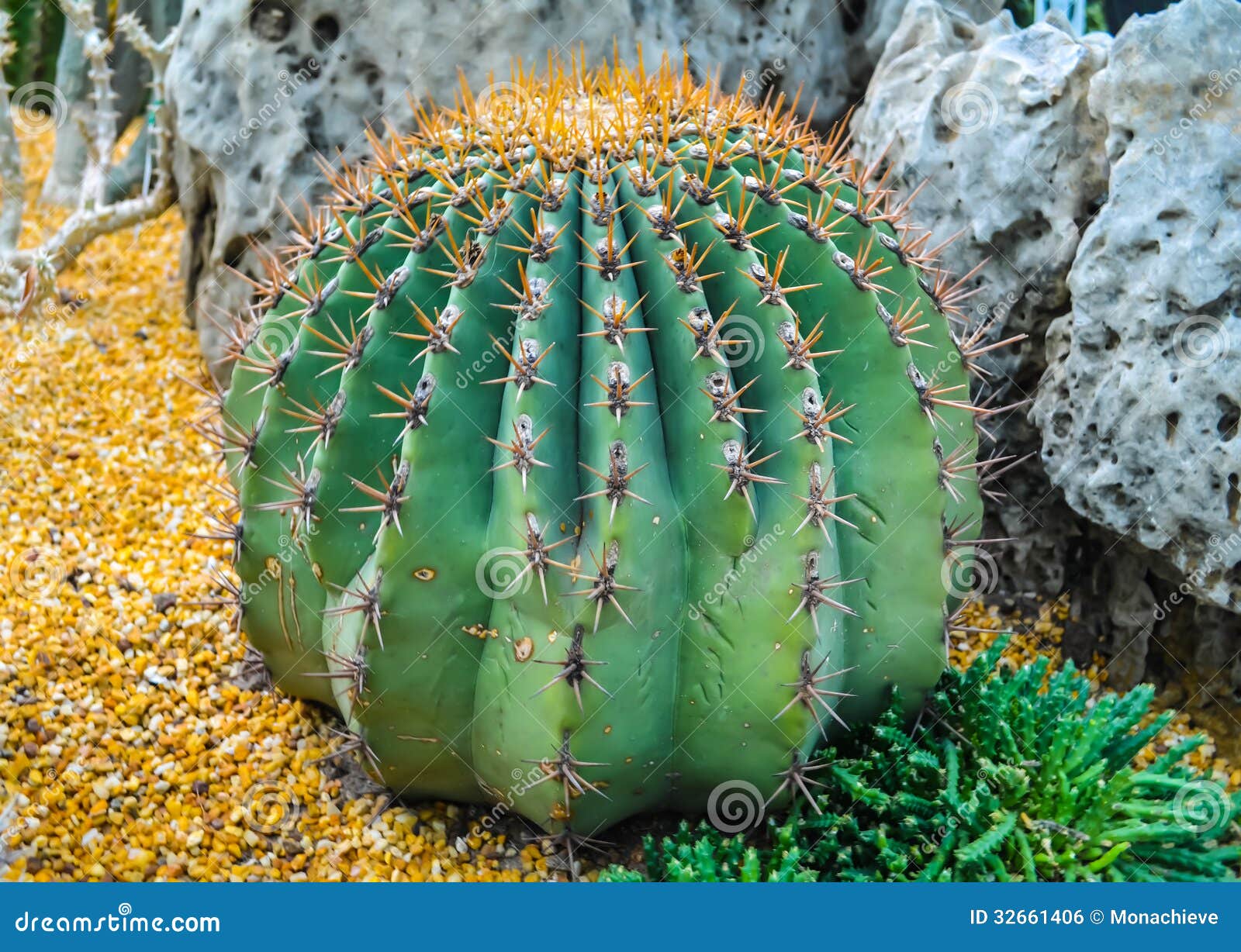Cactus del deserto fotografia stock. Immagine di estate - 32661406