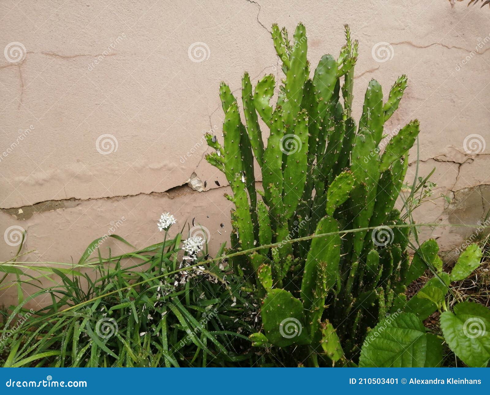Cactus Del Desierto. Nopal Mini Imagen de archivo - Imagen de arbusto ...