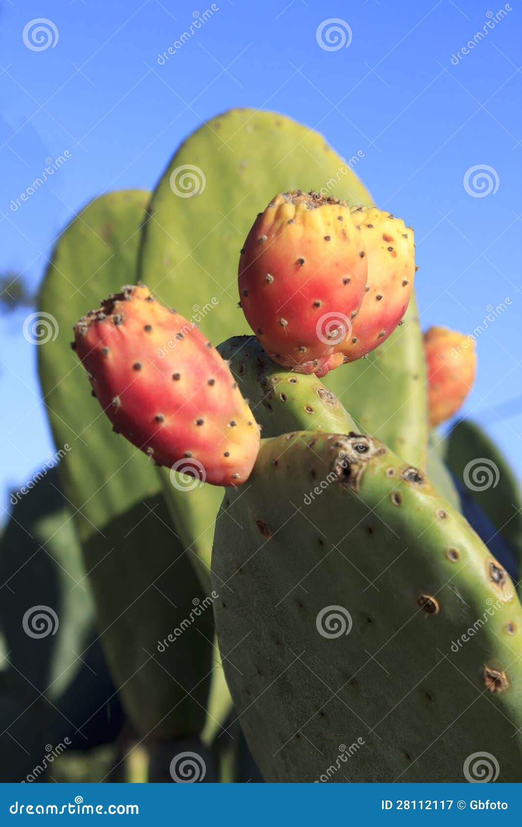 Cactus del higo chumbo imagen de archivo. Imagen de espinoso - 28112117