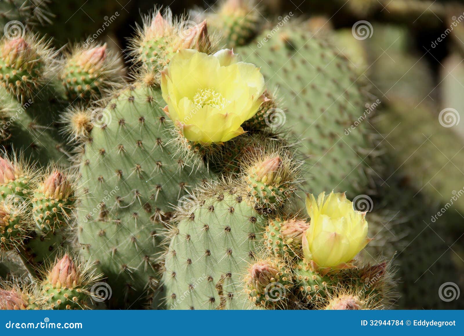 Cactus del higo chumbo foto de archivo. Imagen de perseverencia - 32944784