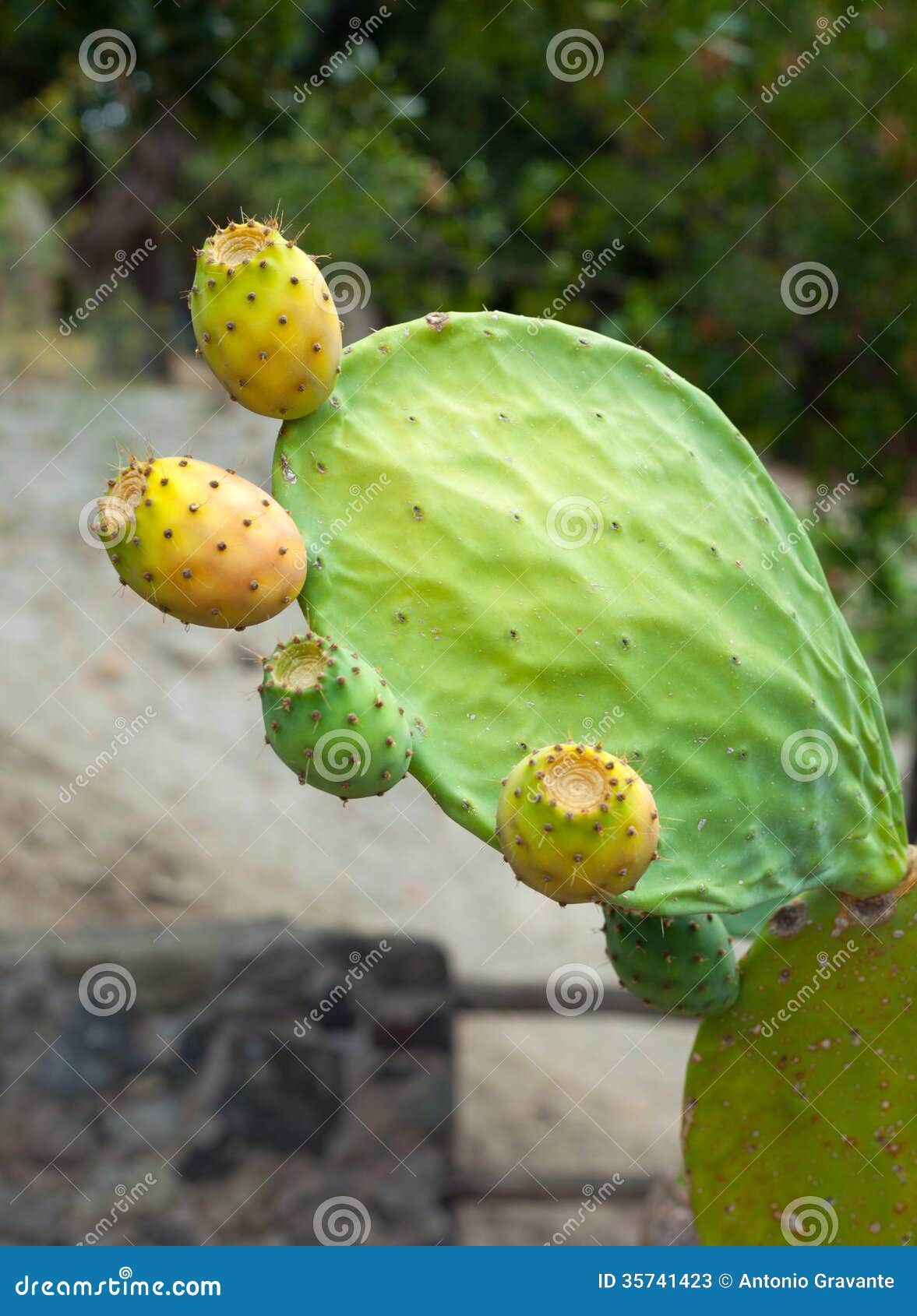 Cactus del higo chumbo imagen de archivo. Imagen de dulce - 35741423