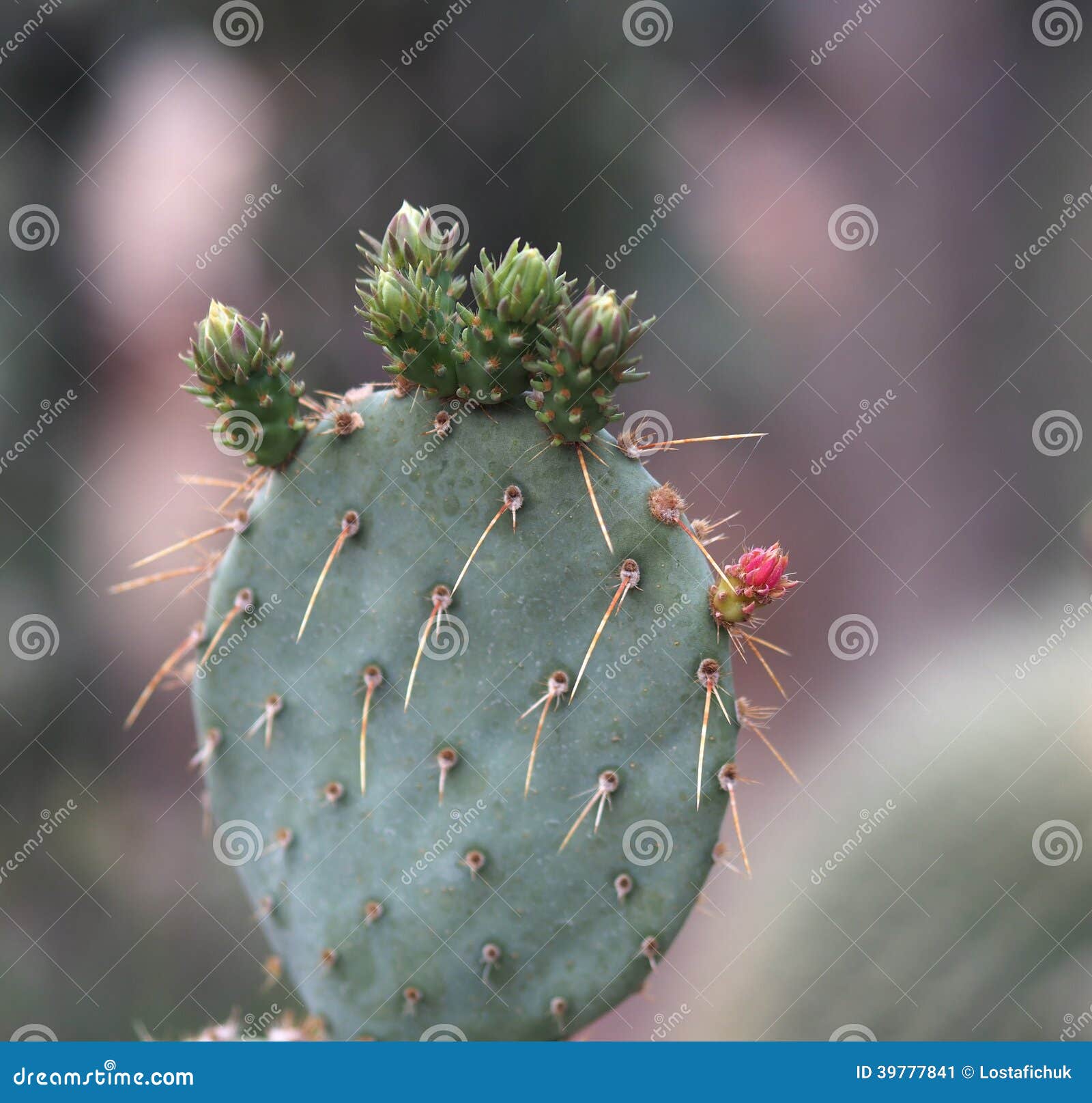 Cactus del higo chumbo imagen de archivo. Imagen de brotes - 39777841