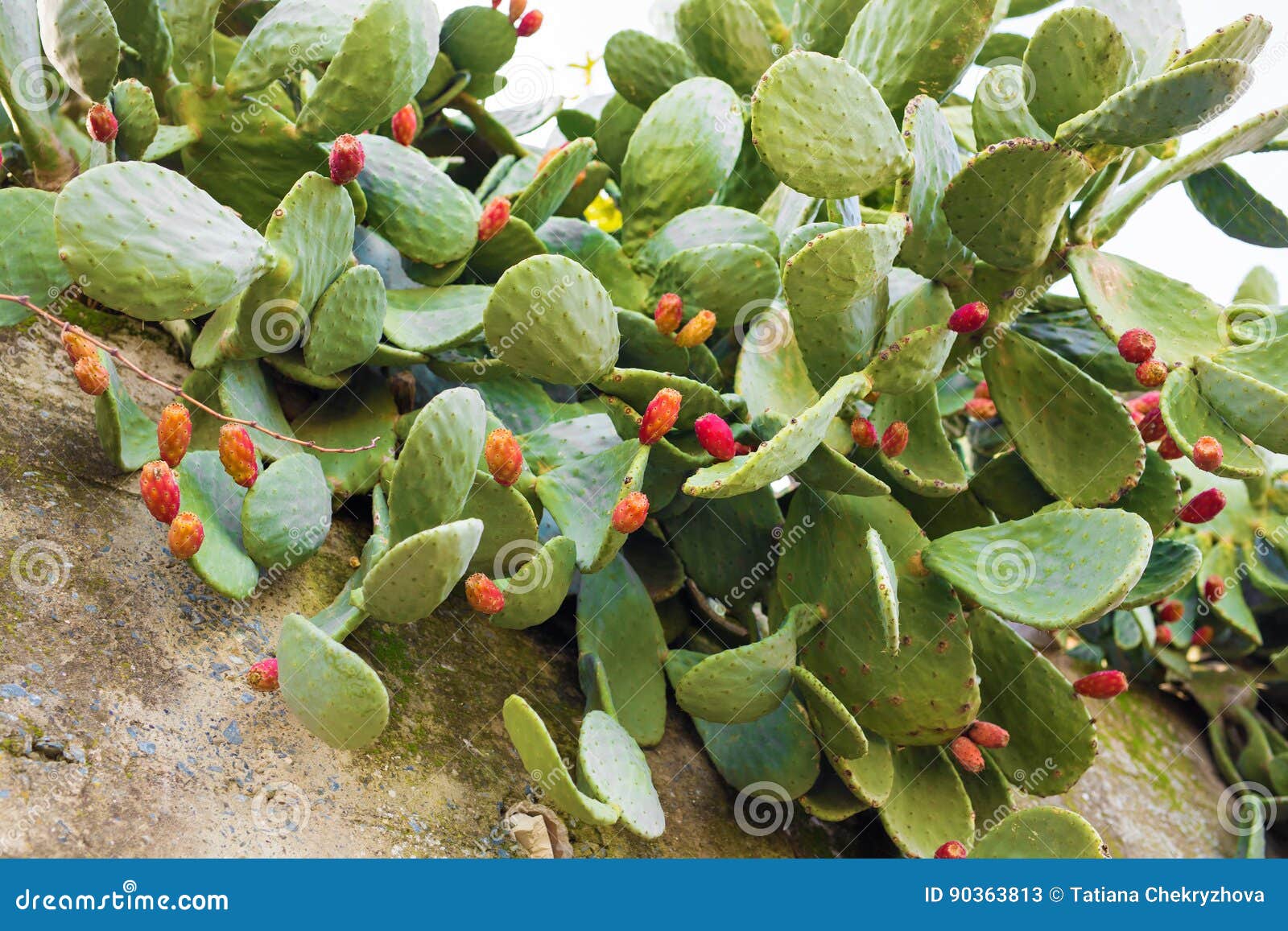 Cactus Del Higo Chumbo Con La Fruta Imagen de archivo - Imagen de verde ...